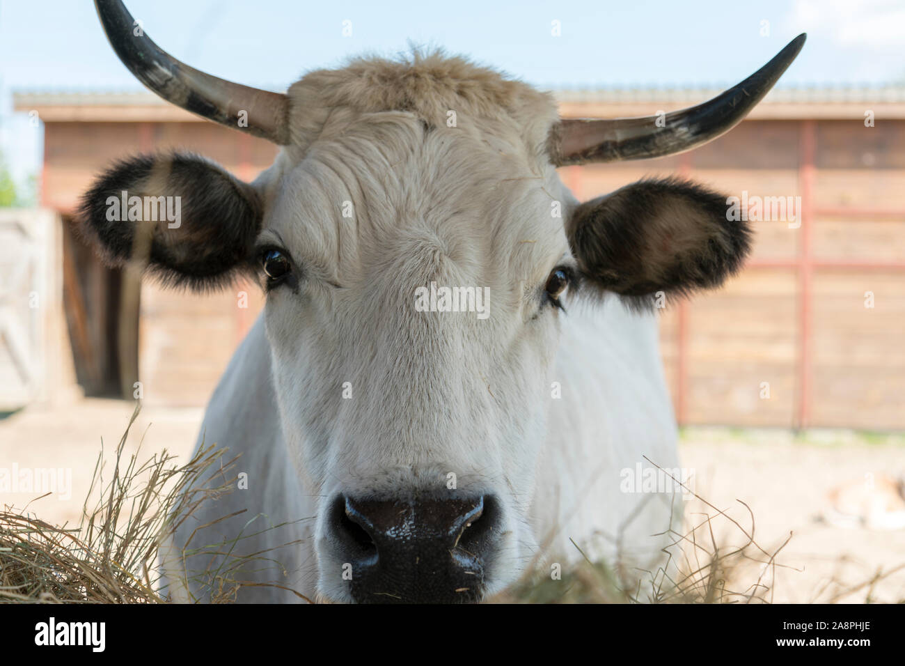 A white cow chewing hay behind the corral fence. Cows eat hay. Bulls ...
