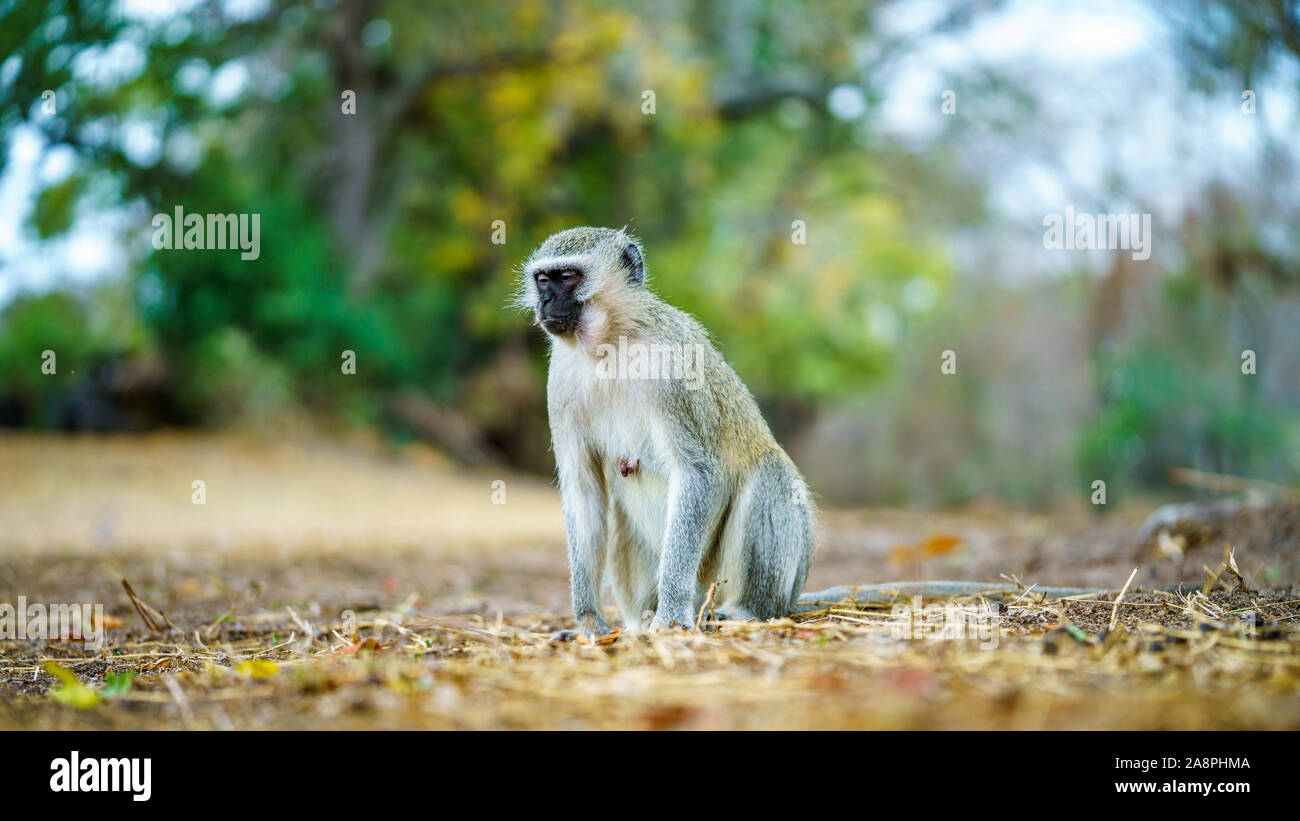 vervet monkey in kruger national park in mpumalanga in south africa ...