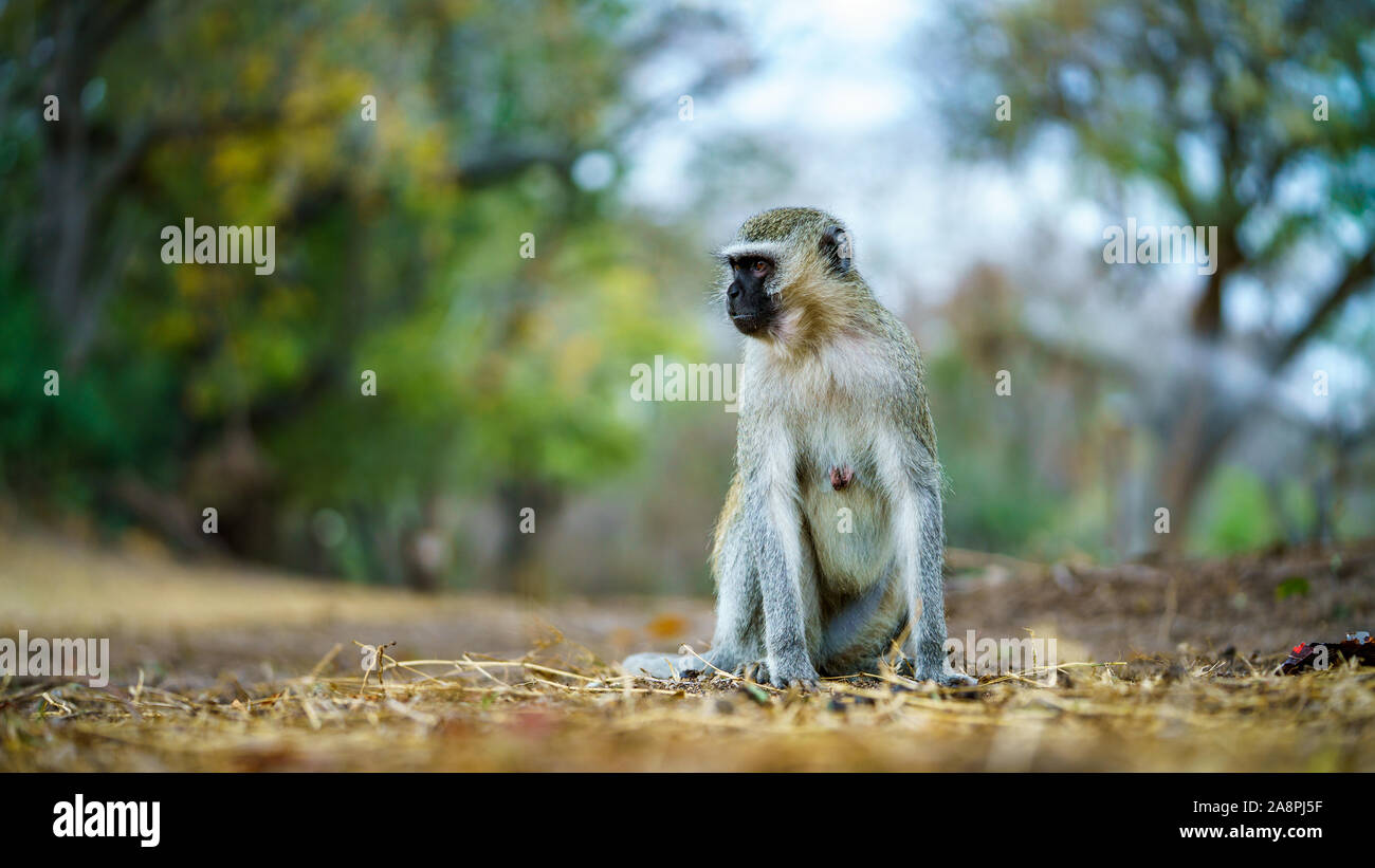 vervet monkey in kruger national park in mpumalanga in south africa ...