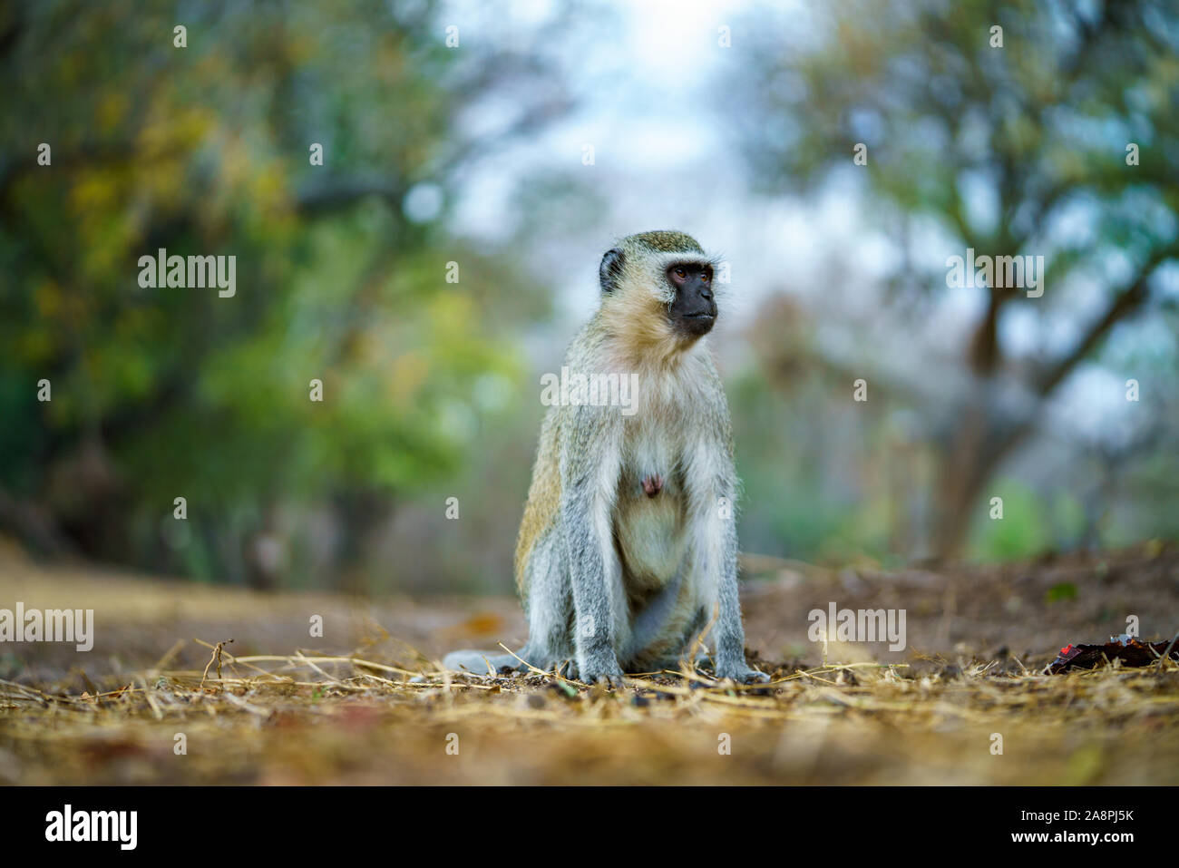 vervet monkey in kruger national park in mpumalanga in south africa ...