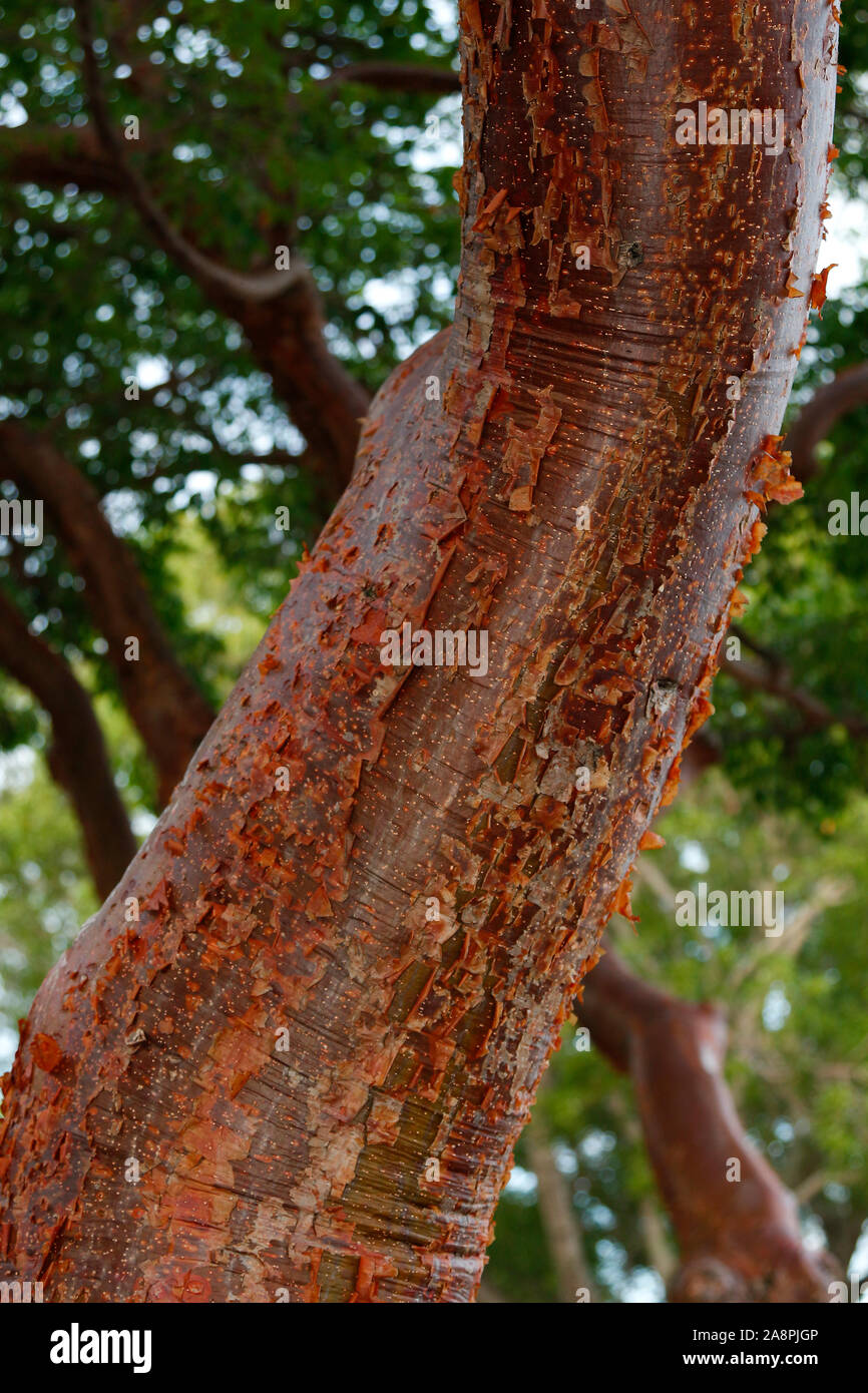Gumbo Limbo Tree High Resolution Stock Photography and Images - Alamy