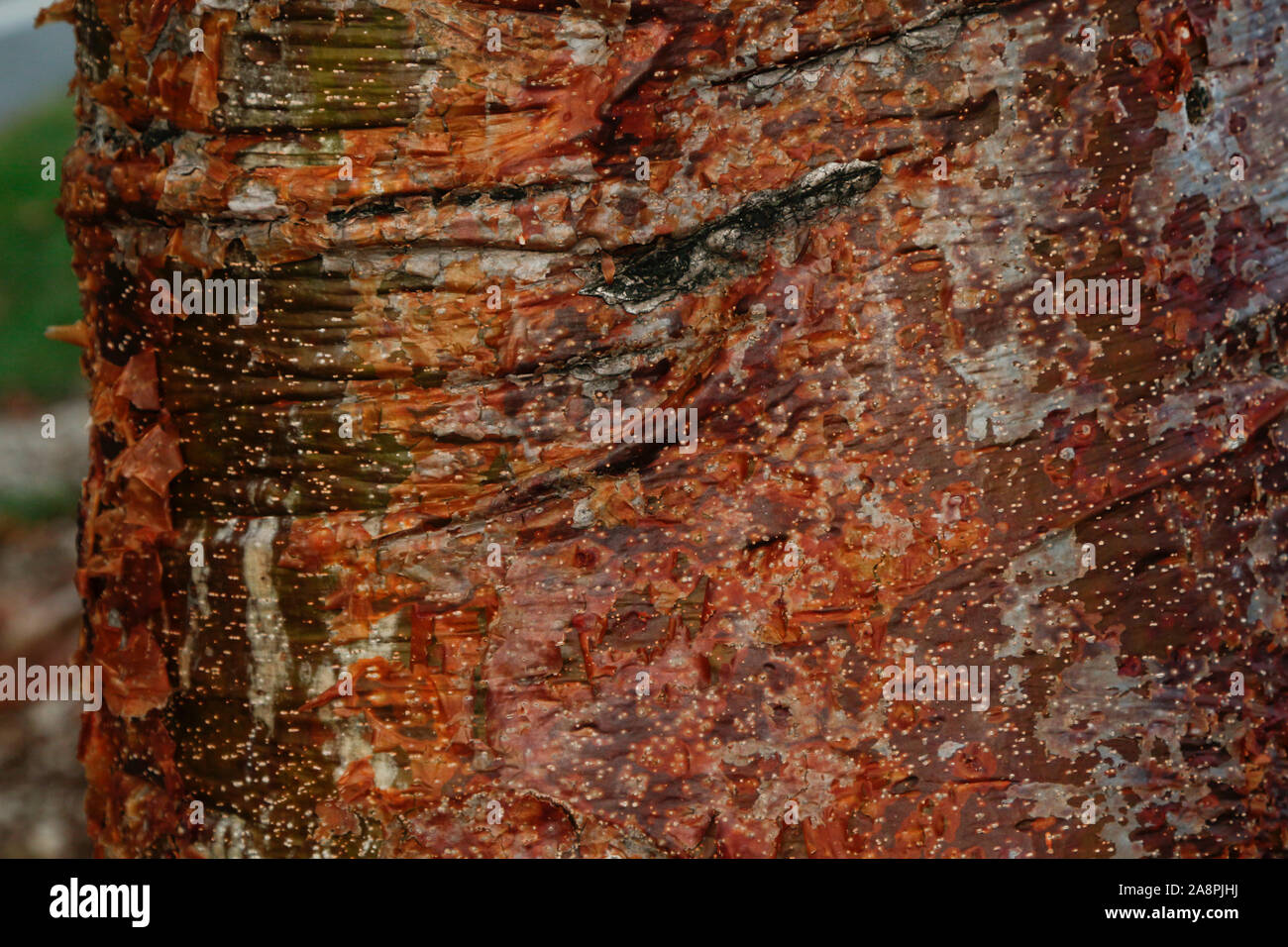 Gumbo limbo tree hi-res stock photography and images - Alamy
