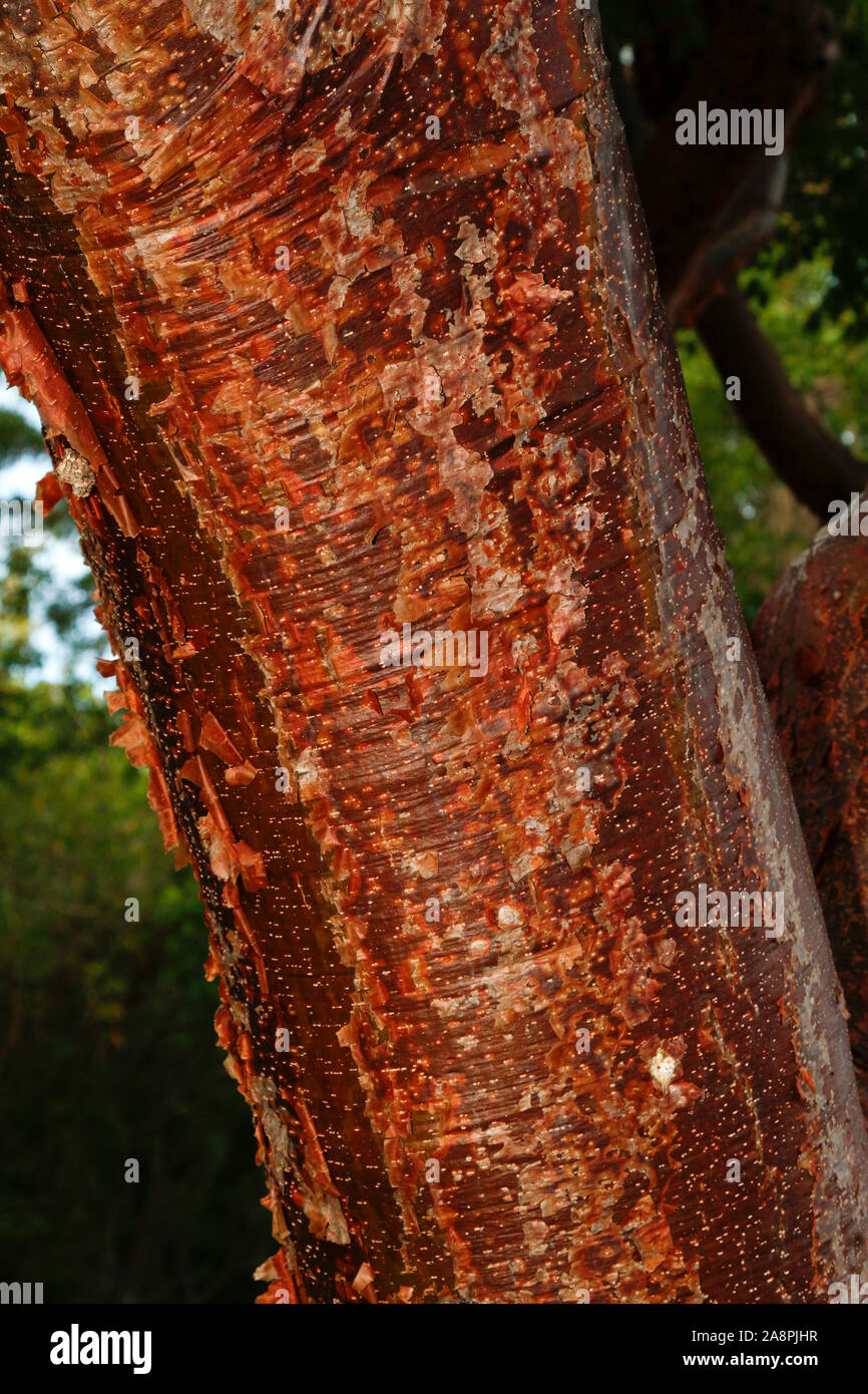 Gumbo limbo tree hi-res stock photography and images - Alamy