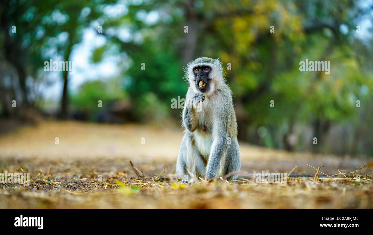 Vervet monkey in the wild grasslands hi-res stock photography and ...