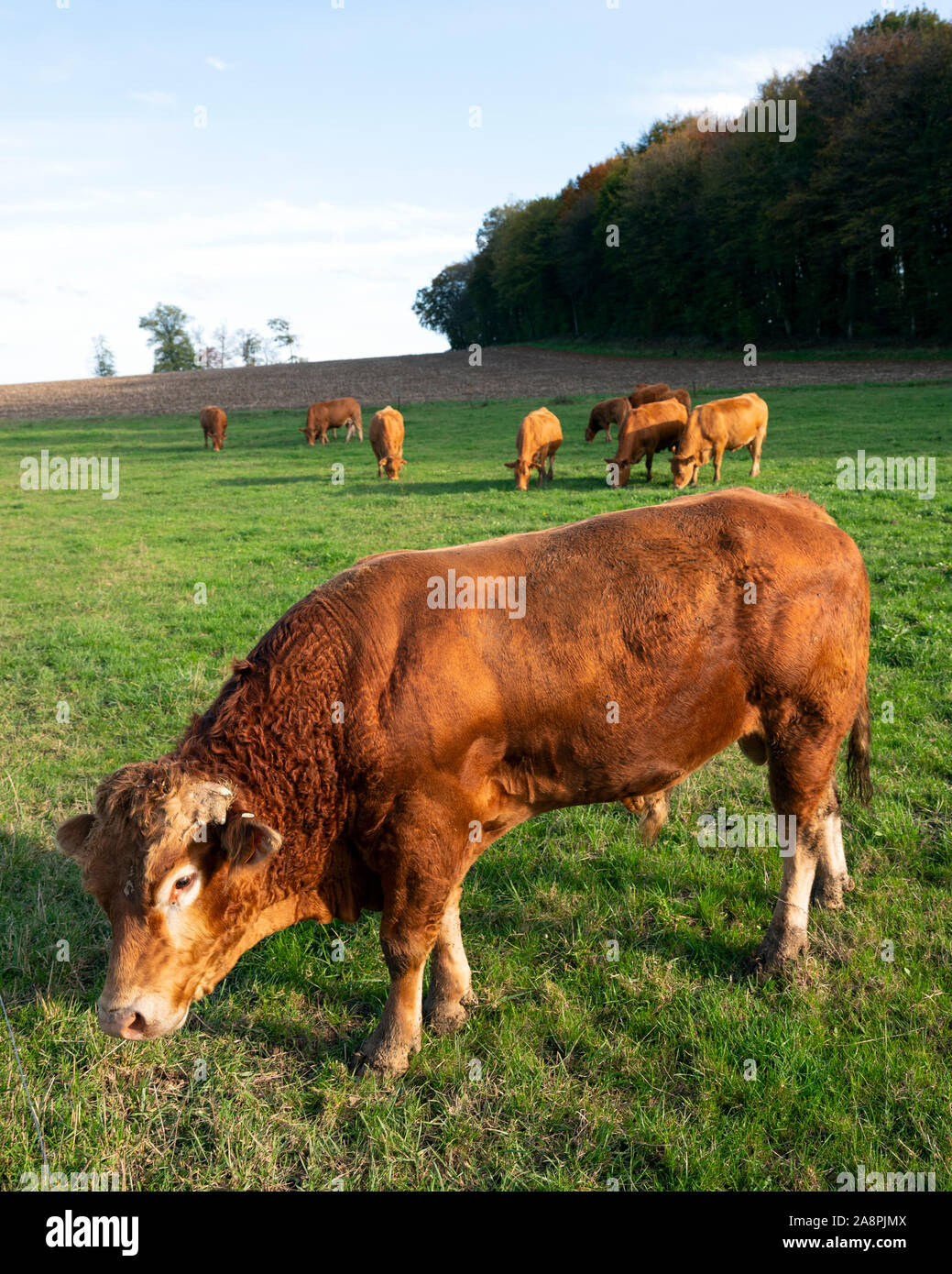 Limousin beef cows head hi-res stock photography and images - Alamy