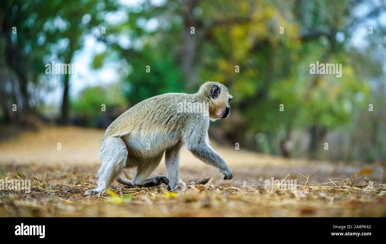 vervet monkey in kruger national park in mpumalanga in south africa ...