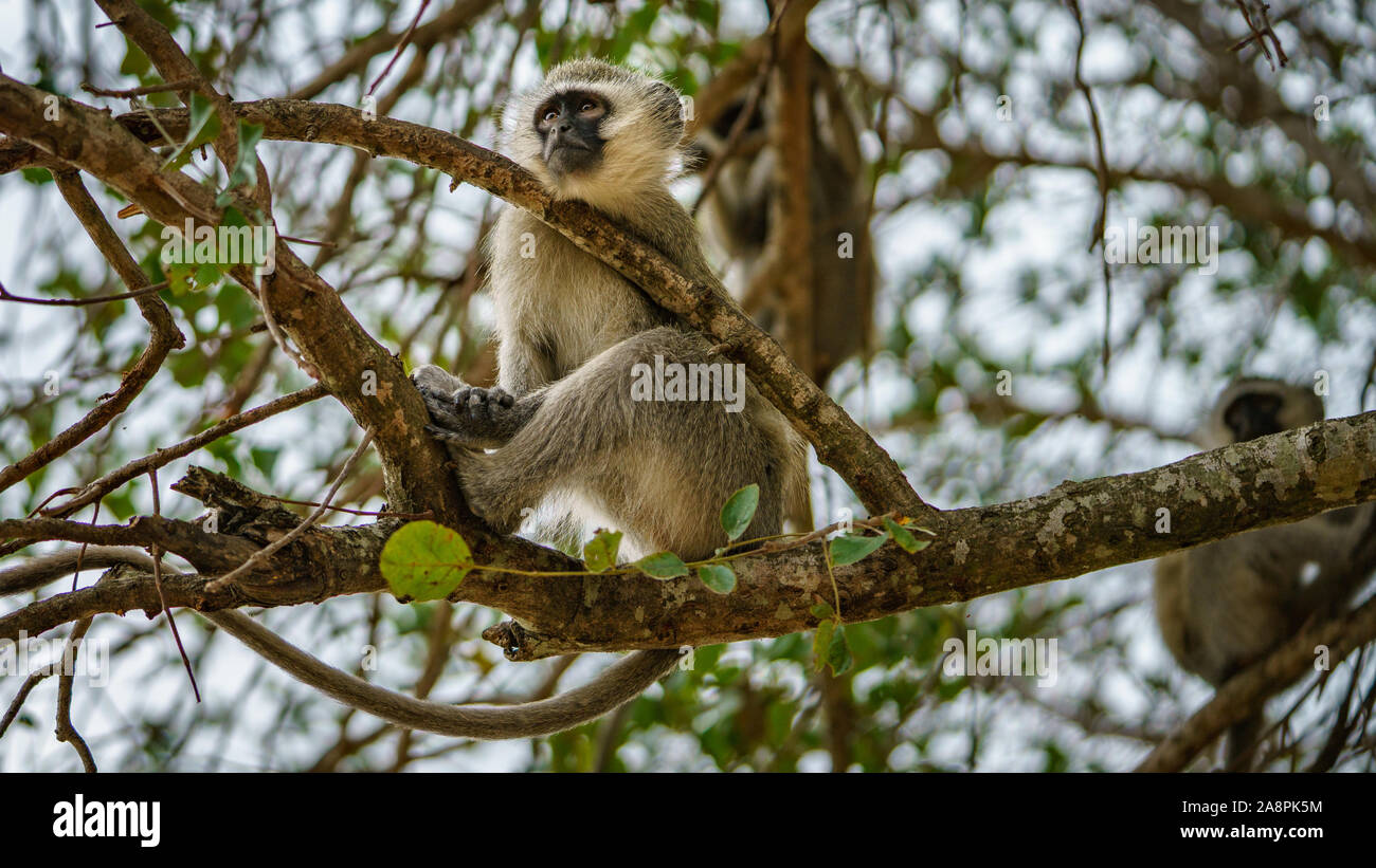 Vervet monkey in the wild grasslands hi-res stock photography and ...