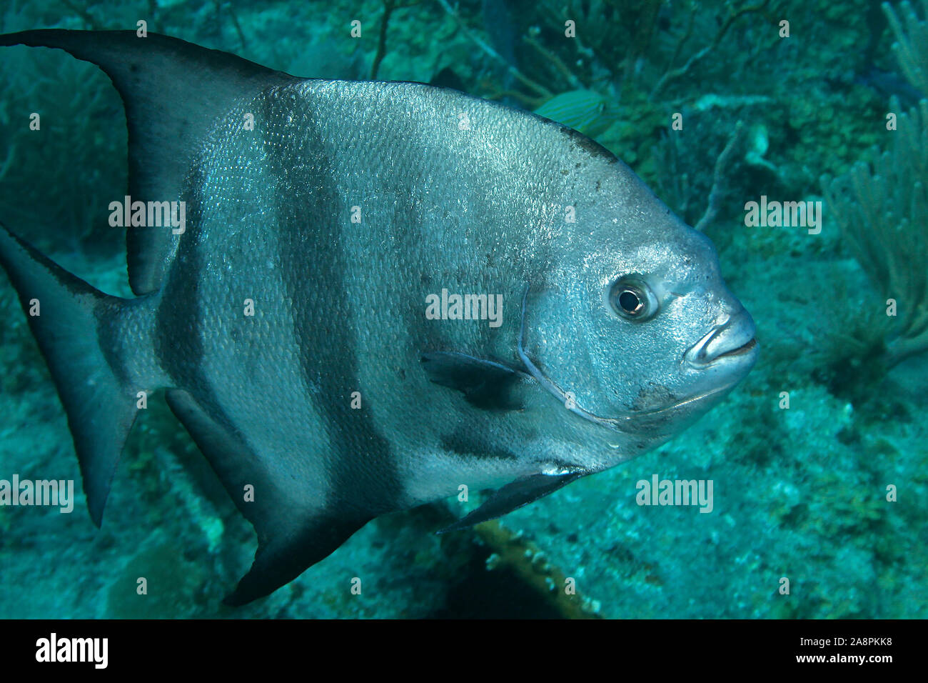 Spadefish hi-res stock photography and images - Alamy
