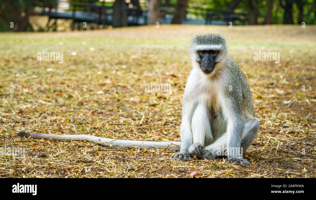 Vervet monkey in the wild grasslands hi-res stock photography and ...