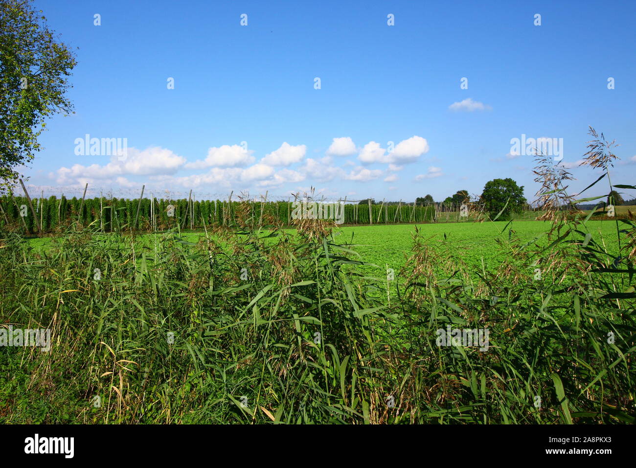Abgeerntetes Feld in Bad Gögging in Bayern Stock Photo - Alamy