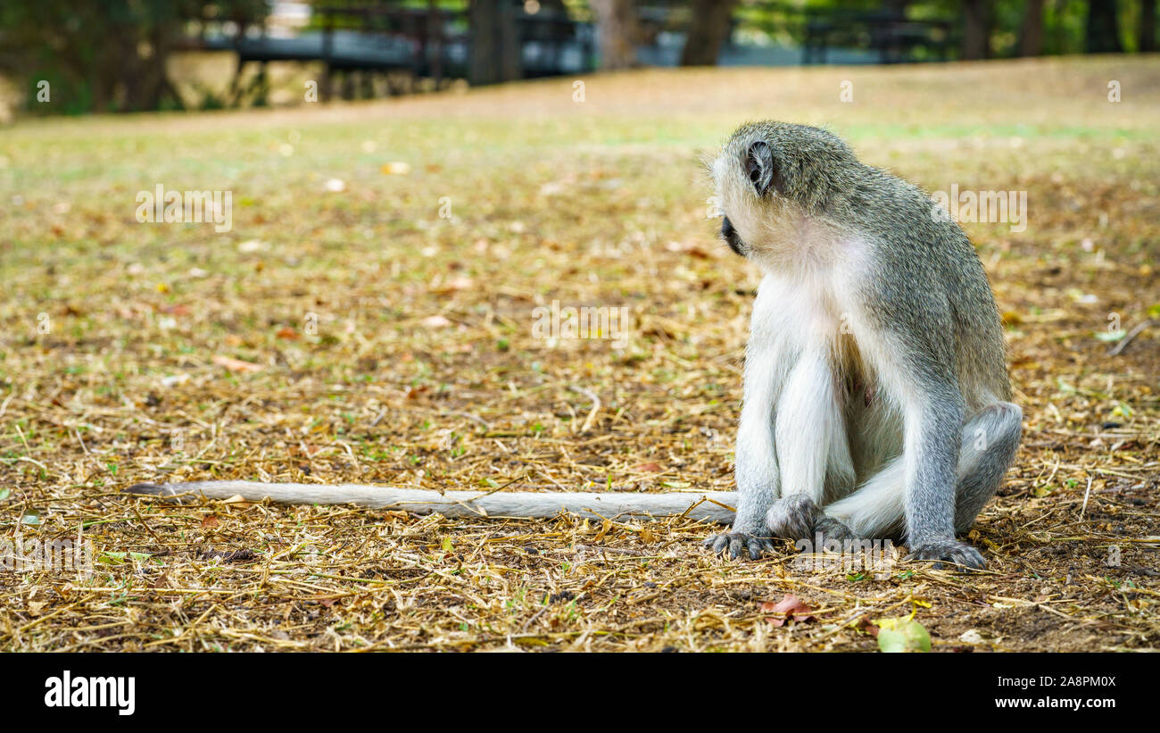 Vervet monkey in the wild grasslands hi-res stock photography and ...
