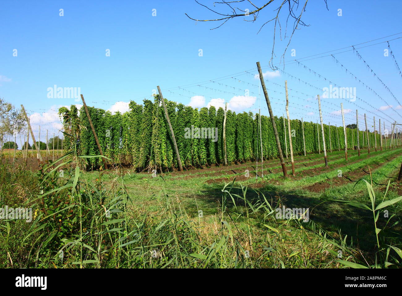 Hopfenfeld hi-res stock photography and images - Alamy