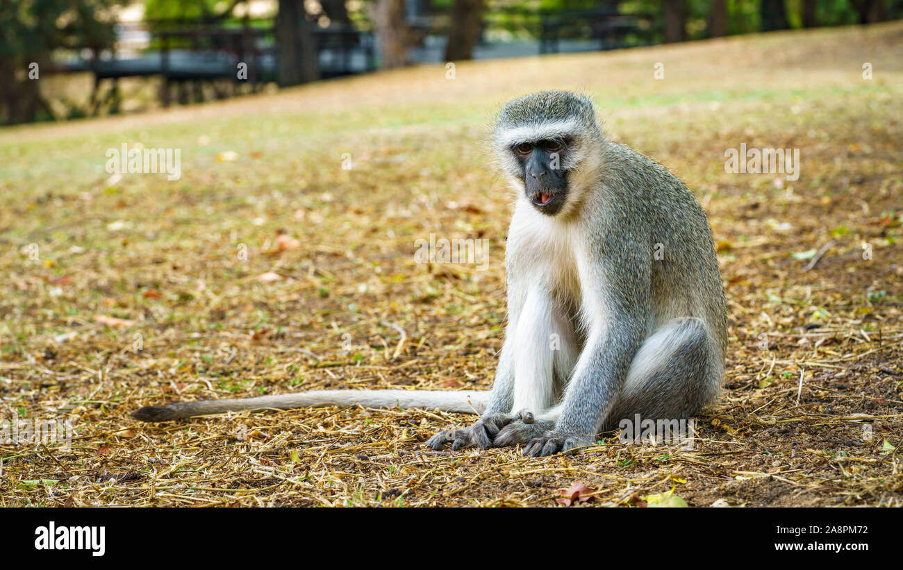 vervet monkey in kruger national park in mpumalanga in south africa ...