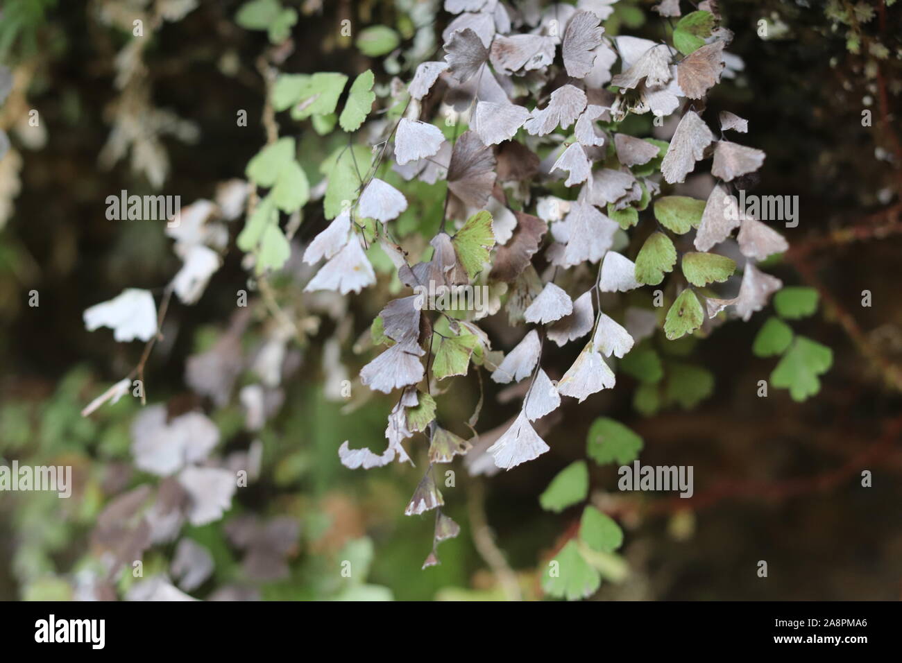 Widespread distribution hi-res stock photography and images - Alamy