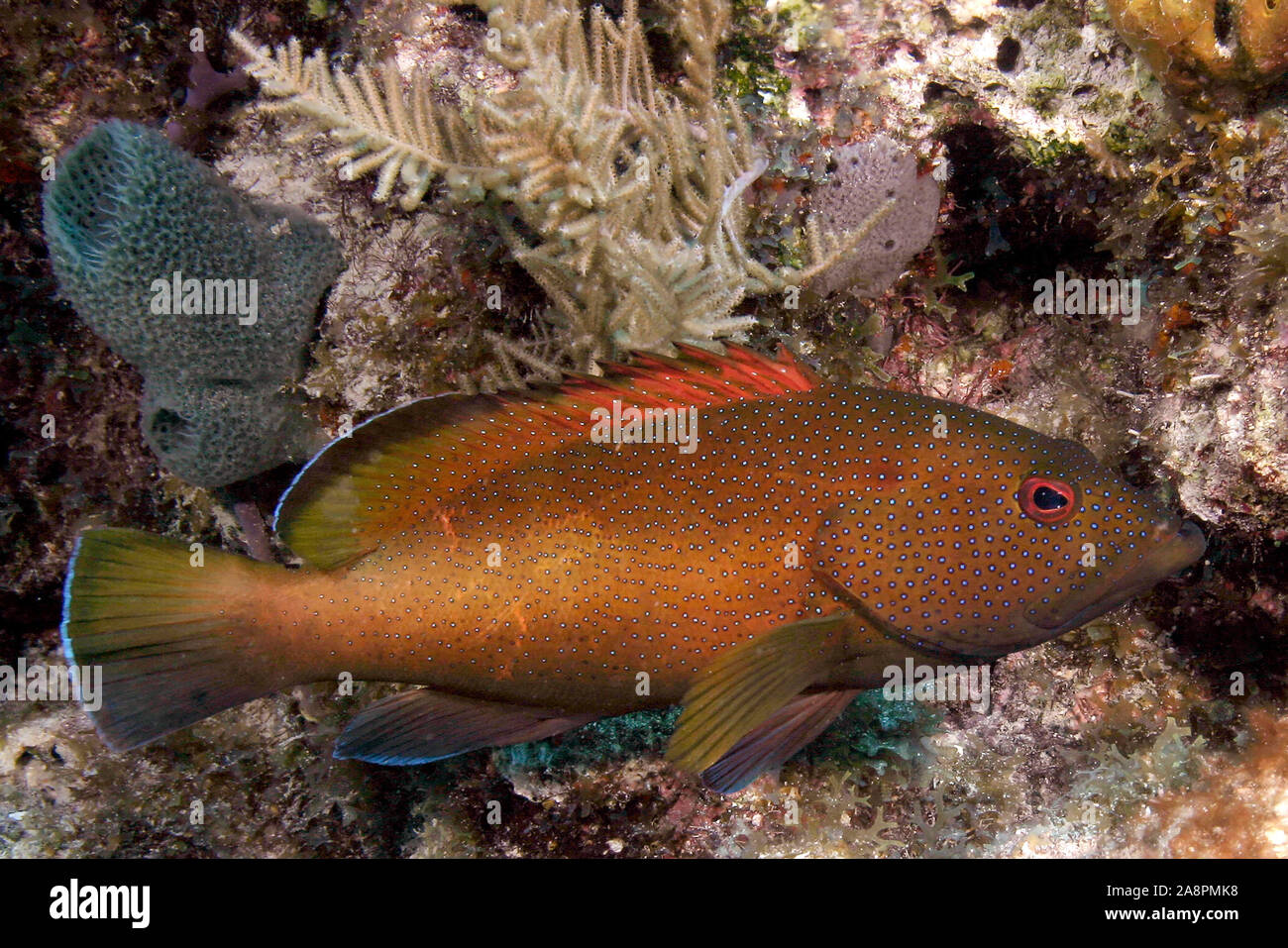 Red Hind, Epinephelus guttatus Stock Photo - Alamy