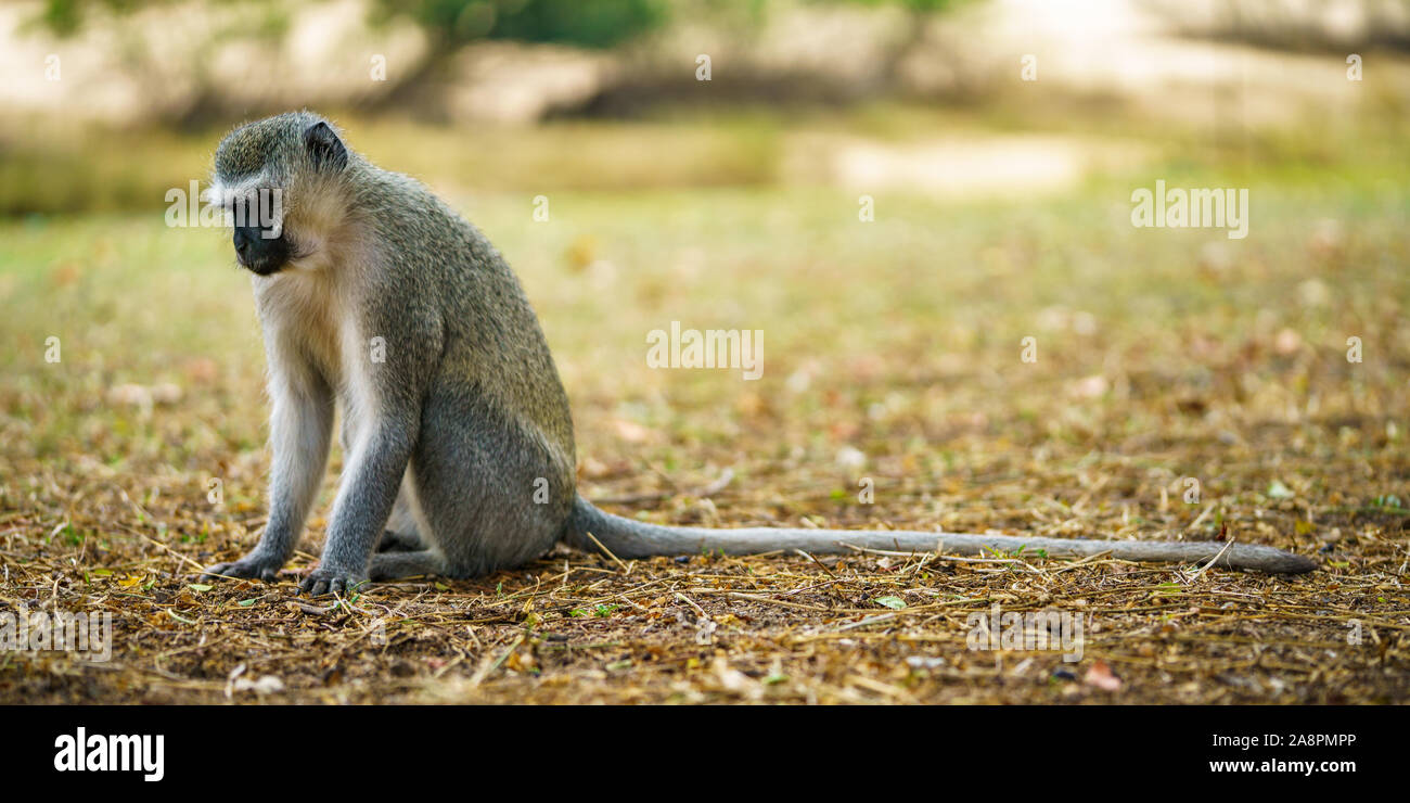 Vervet monkey in the wild grasslands hi-res stock photography and ...