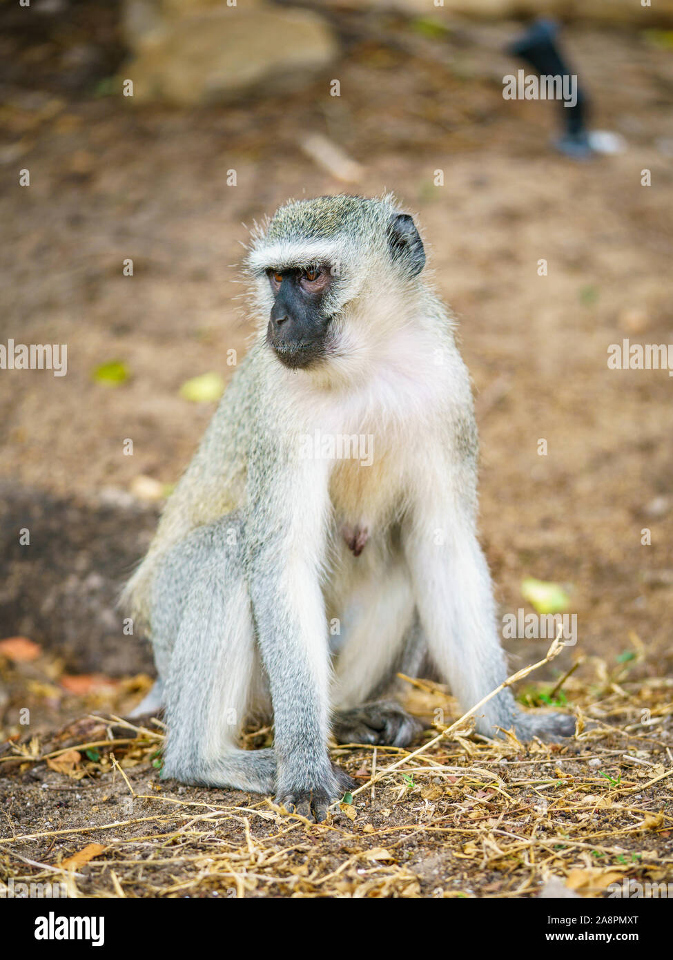 vervet monkey in kruger national park in mpumalanga in south africa ...