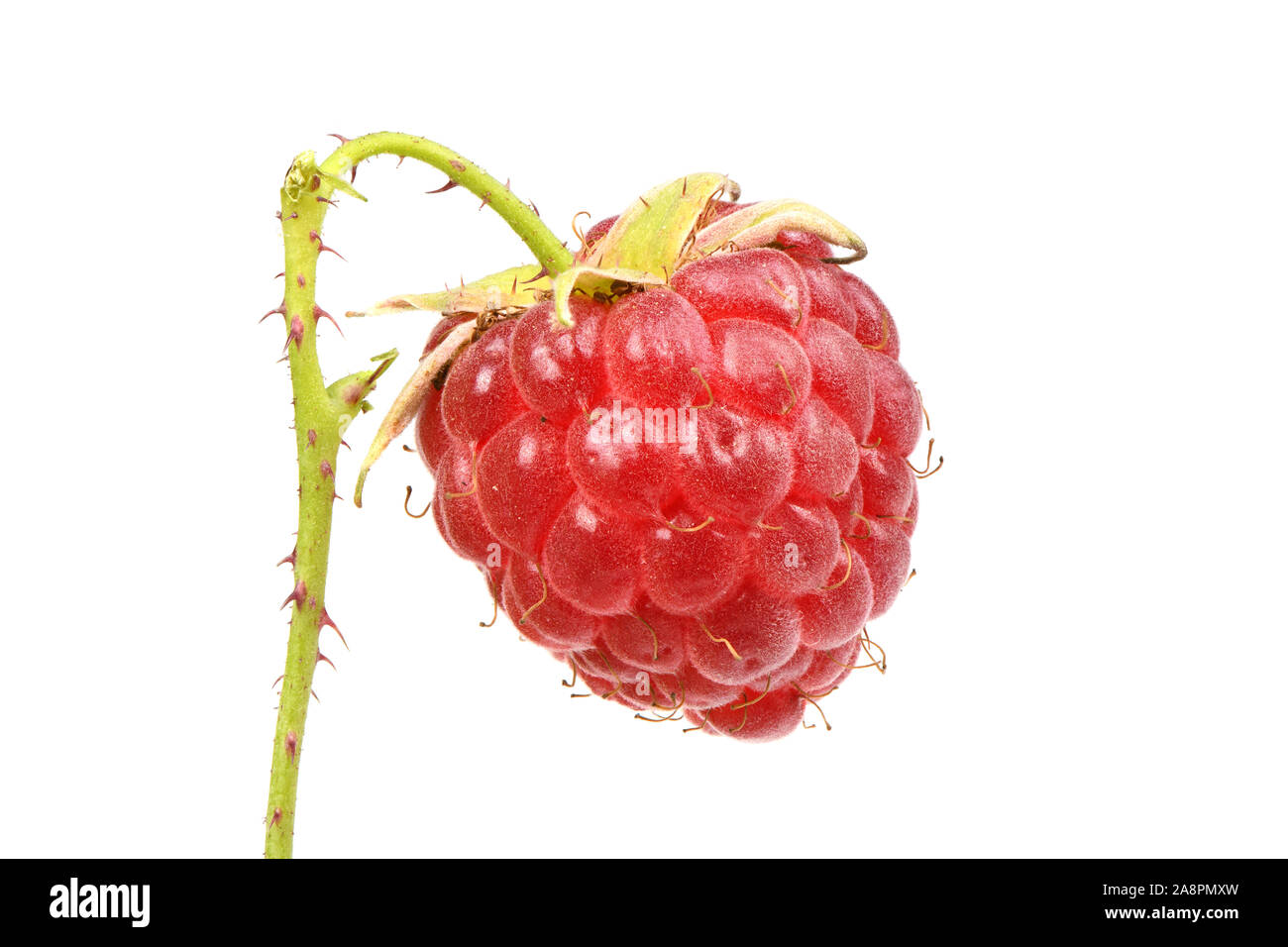 Raspberry twig with leaves isolated on white background. High ...