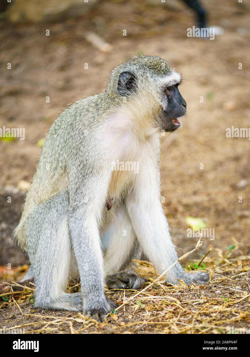 Vervet monkey in the wild grasslands hi-res stock photography and ...