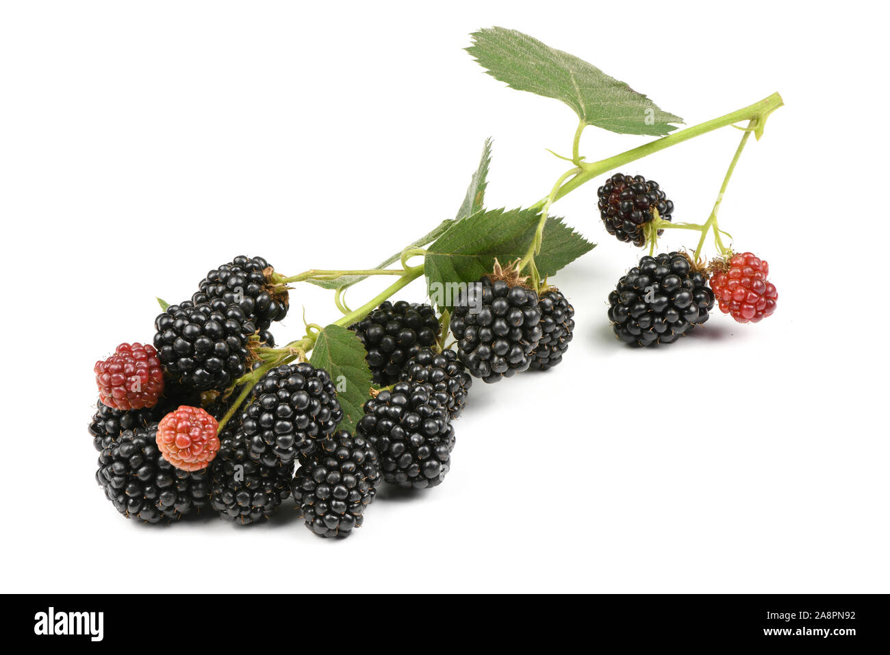 Ripe and unripe blackberry isolated white background. High resolution ...