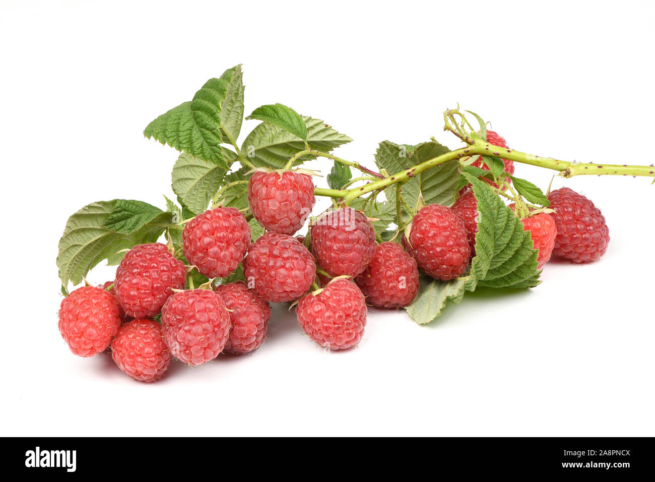 Raspberry twig with leaves isolated on white background Stock Photo - Alamy
