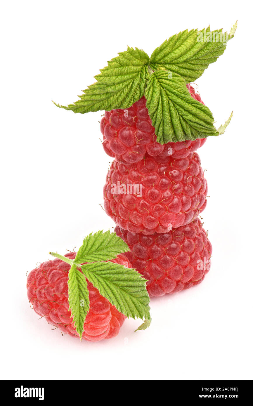 Four red raspberry berries isolated on white background. High ...