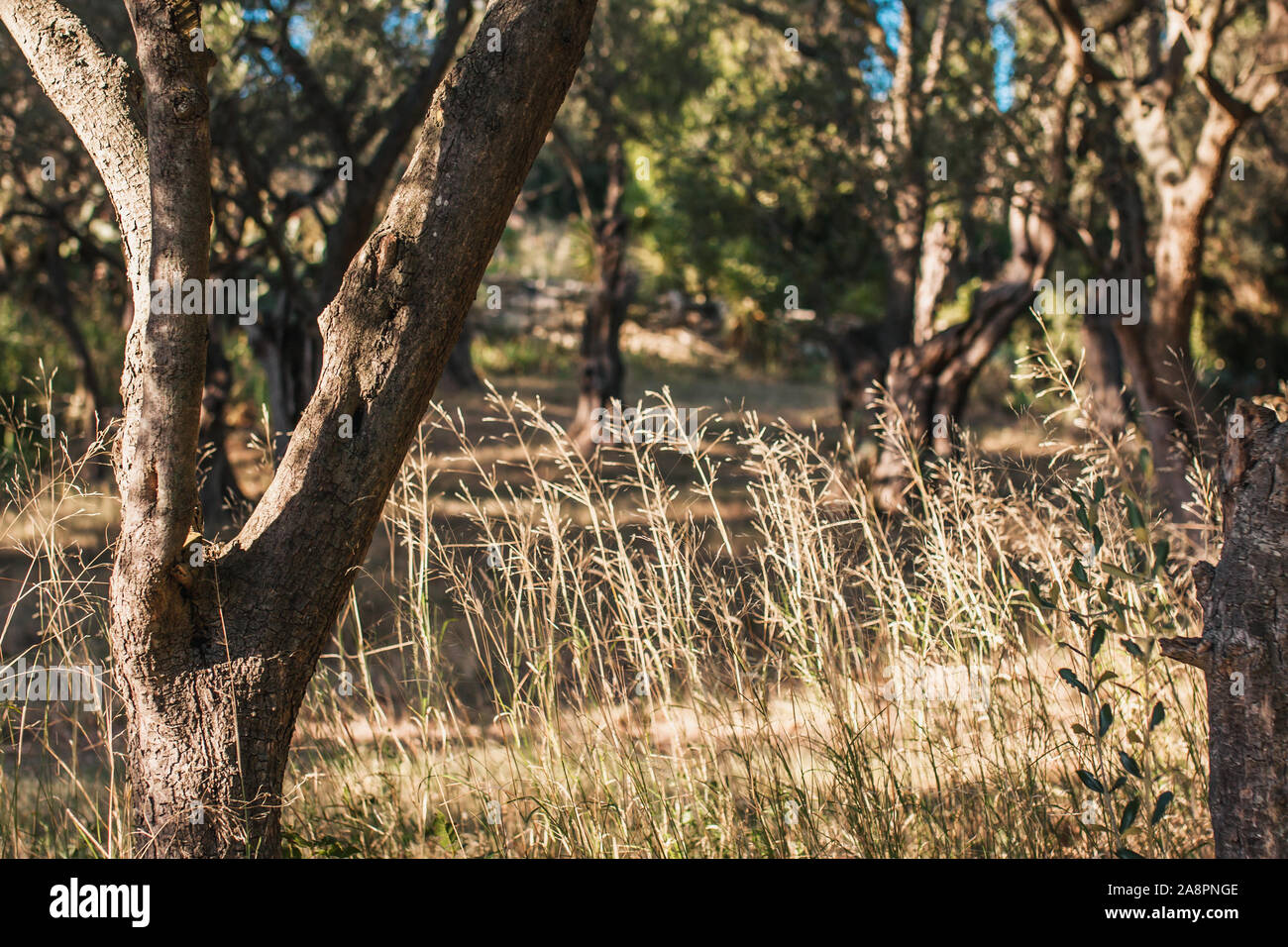 Dry grass in the fall in the old garden - olive tree Stock Photo - Alamy