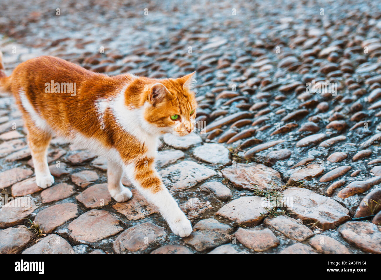 Big ginger cat walking hi-res stock photography and images - Alamy