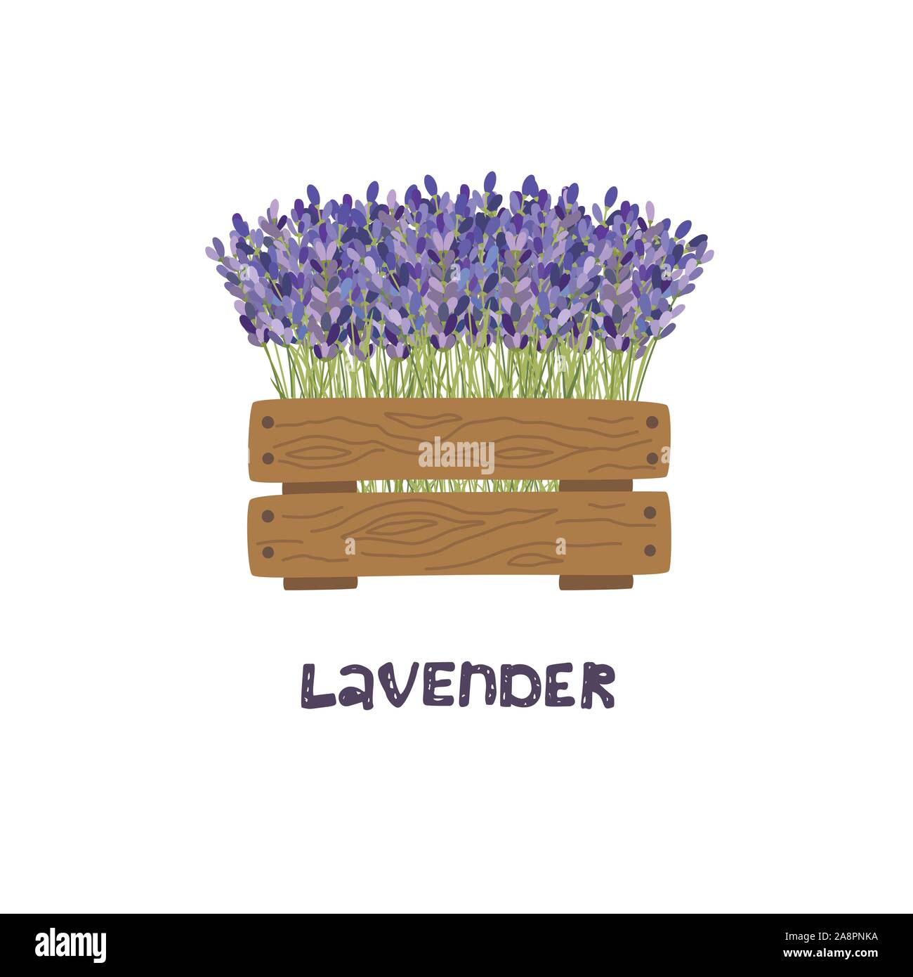 Lavender in planter Stock Vector Images - Alamy