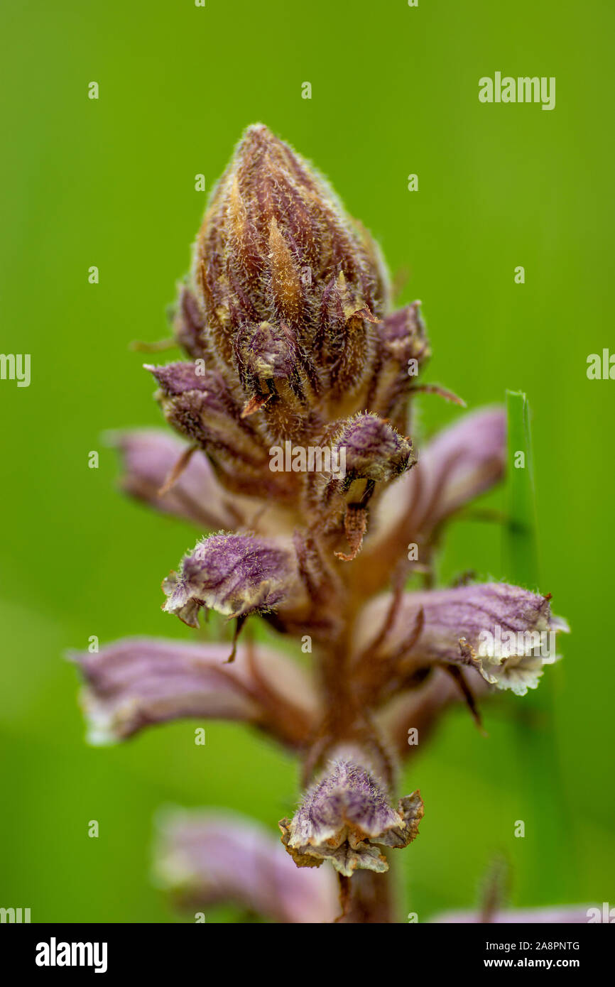 Common Broomrape (Orobanche minor) flower Stock Photo - Alamy