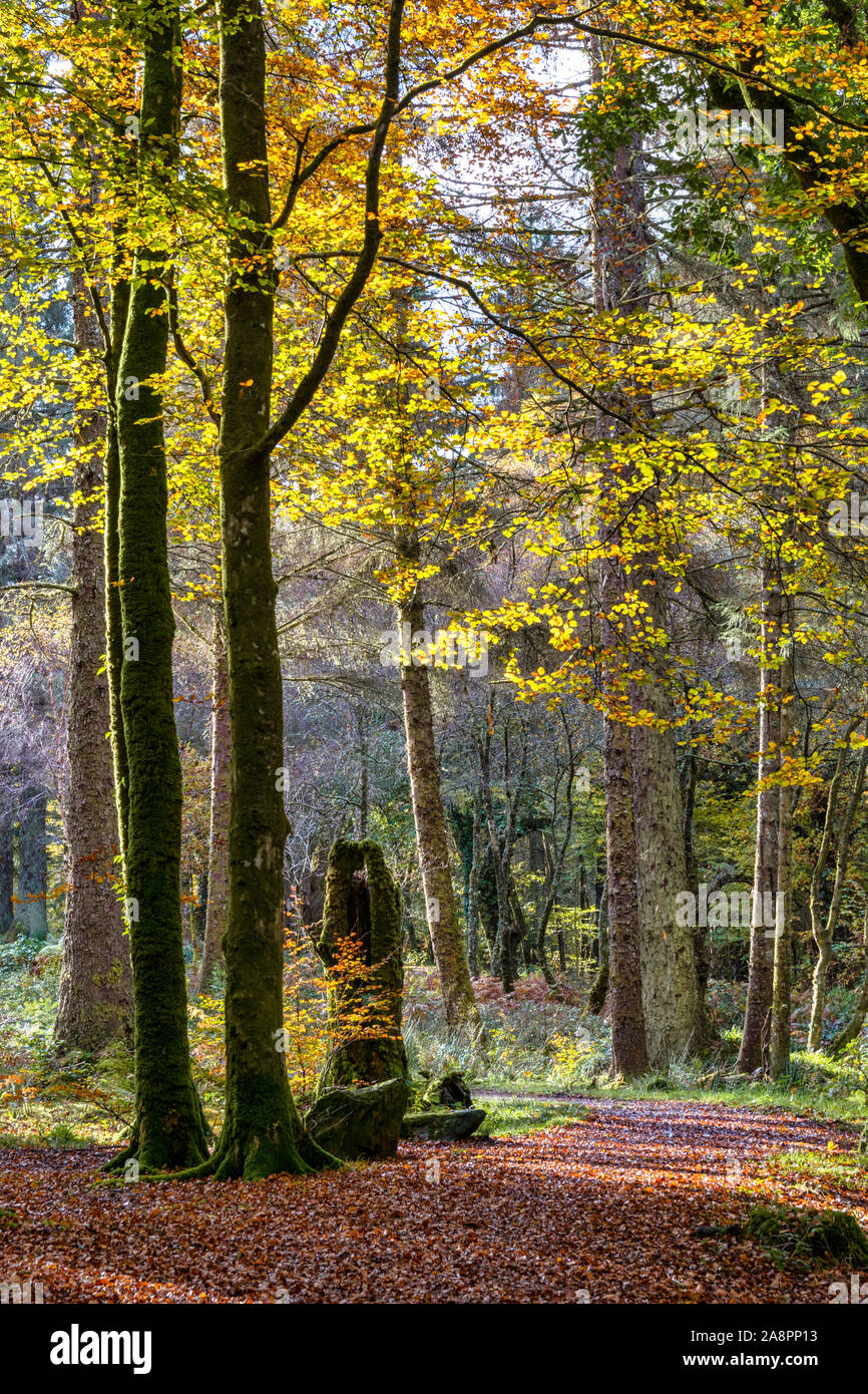 Oak woods scotland hi-res stock photography and images - Alamy