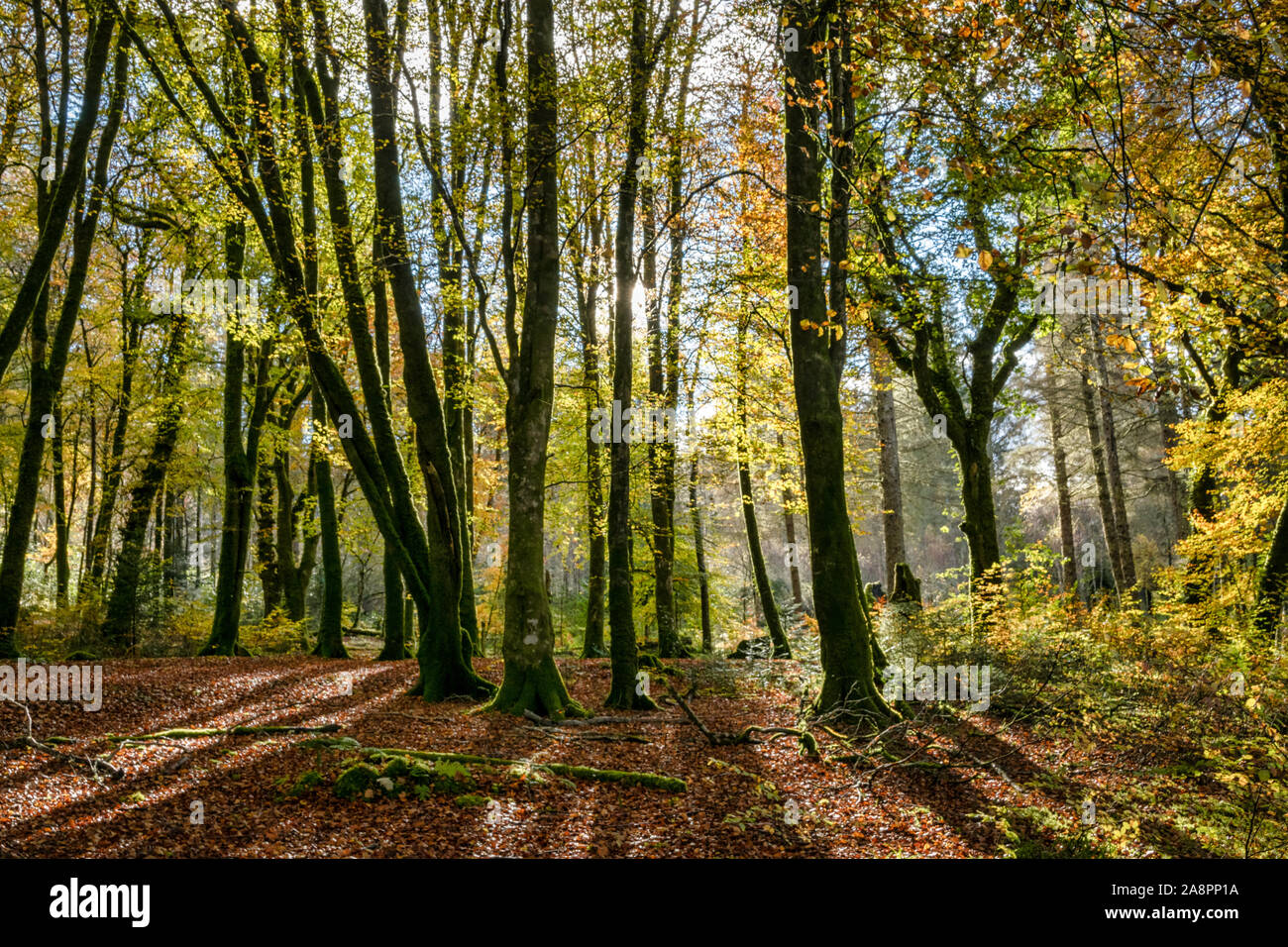 Oak woods scotland hi-res stock photography and images - Alamy