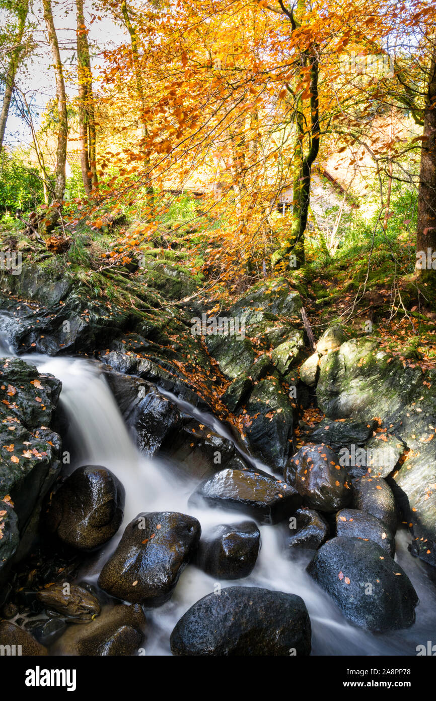 Scottish woodlands hi-res stock photography and images - Alamy