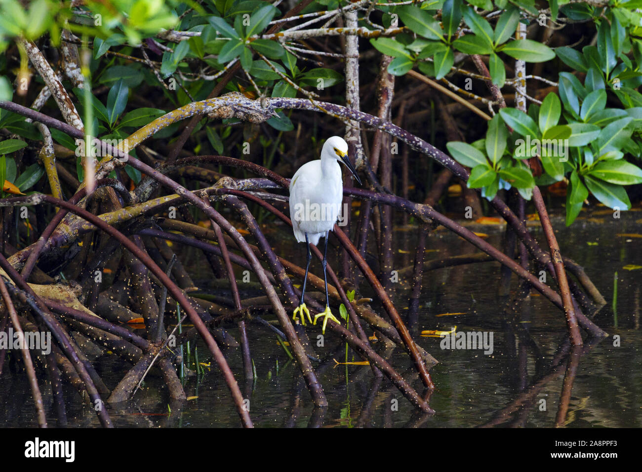 Golden slippers of beautiful snowy egret visible in Florida mangrove ...
