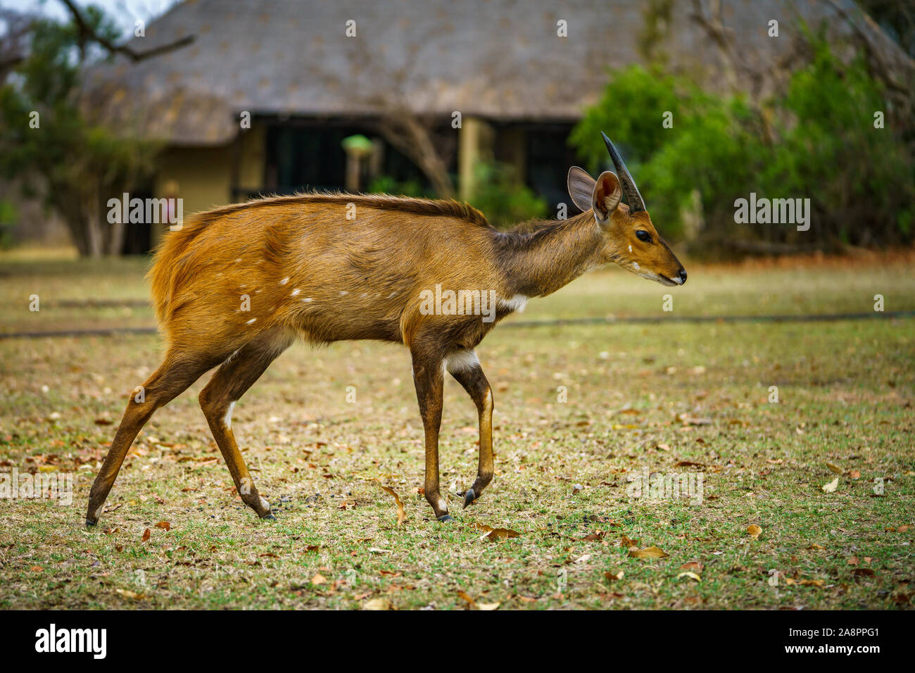 little antelope in kruger national park in mpumalanga in south africa ...