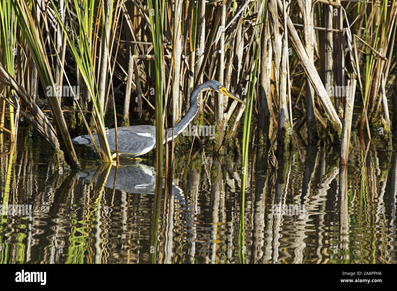 Hunting tricolored heron in reeds of Florida marshes Stock Photo - Alamy