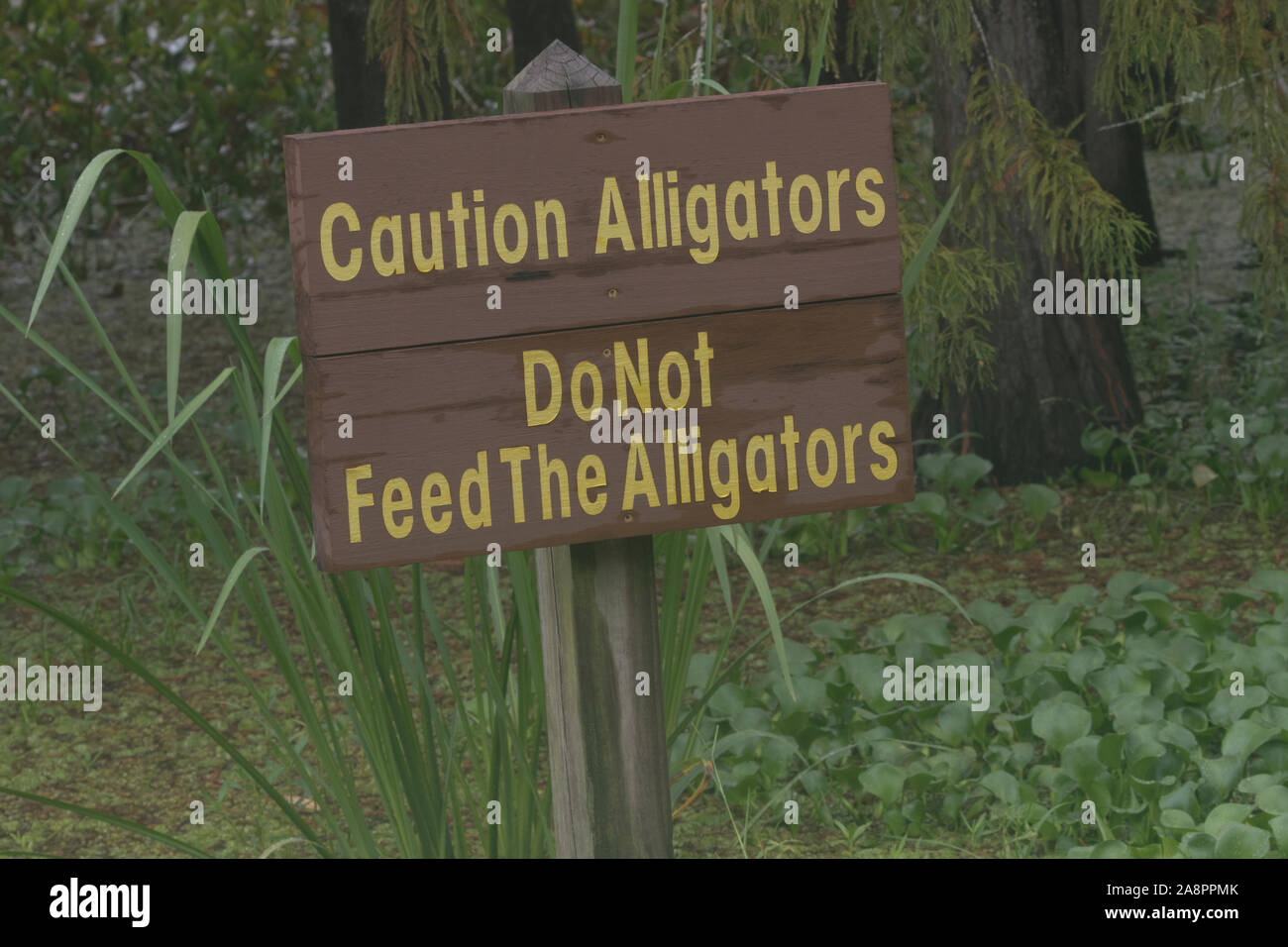 Florida sign warns about danger and boldness of alligators indicating ...