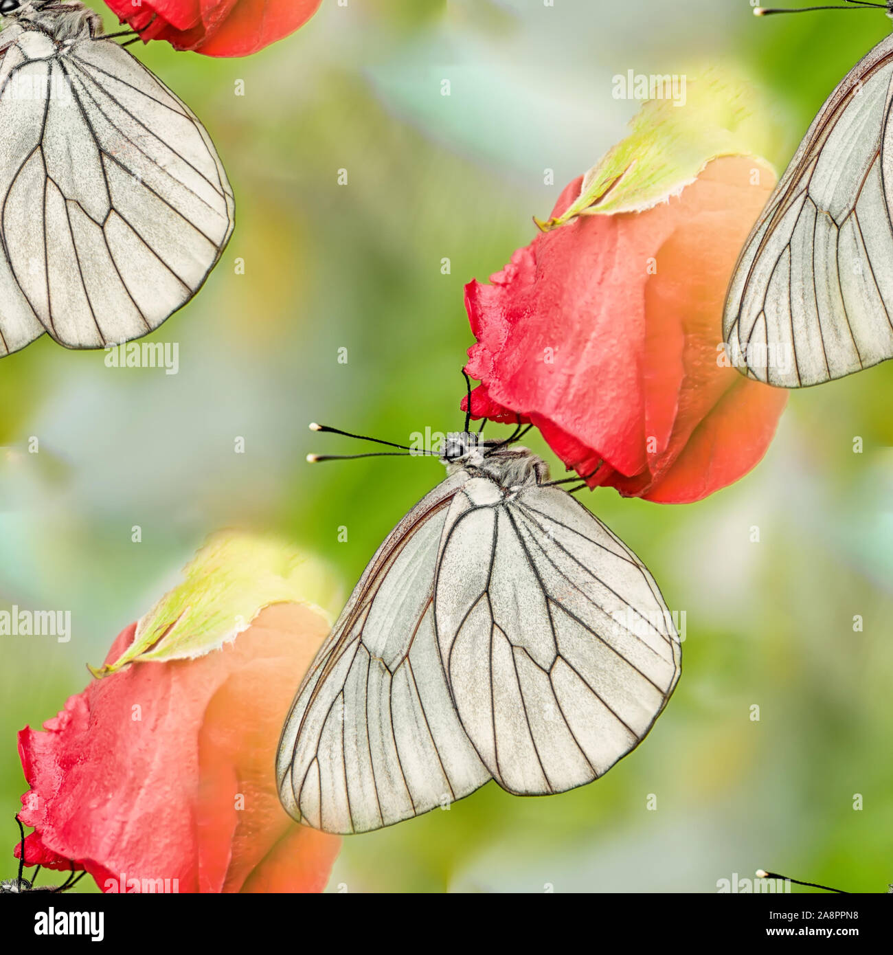 Red Rose With Butterfly