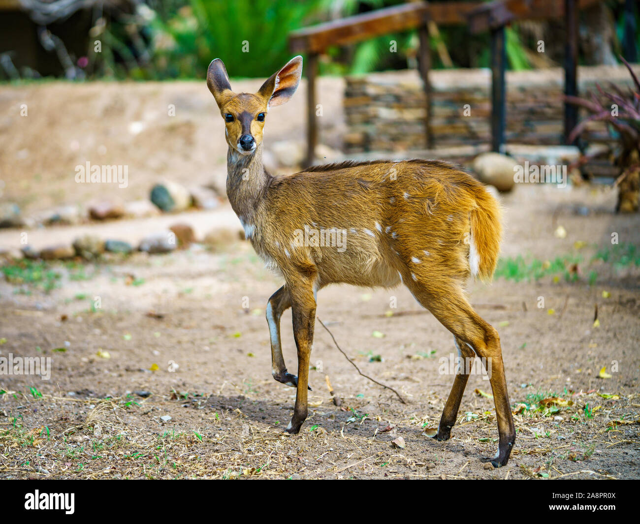 little antelope in kruger national park in mpumalanga in south africa ...