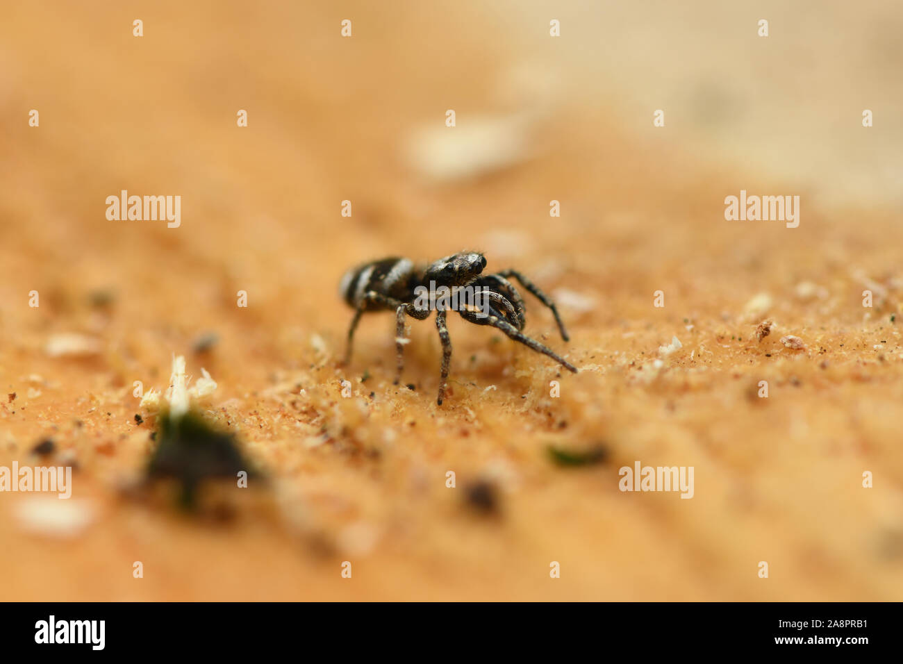 Jumping Spider (Salticus scenicus) on wood background. High resolution ...