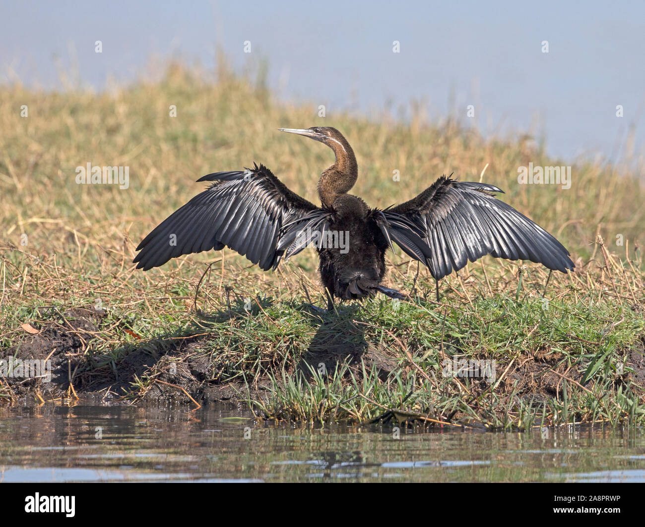 Male African darter drying wings Stock Photo - Alamy