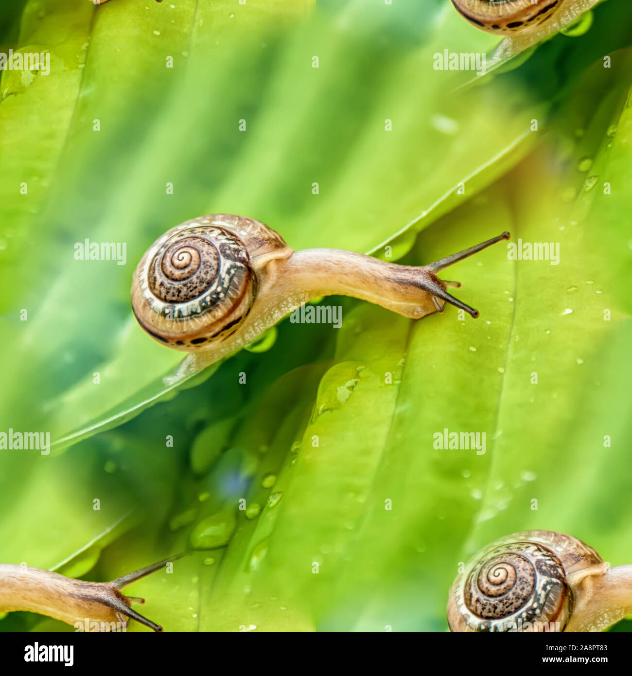 Slimy texture hi-res stock photography and images - Alamy