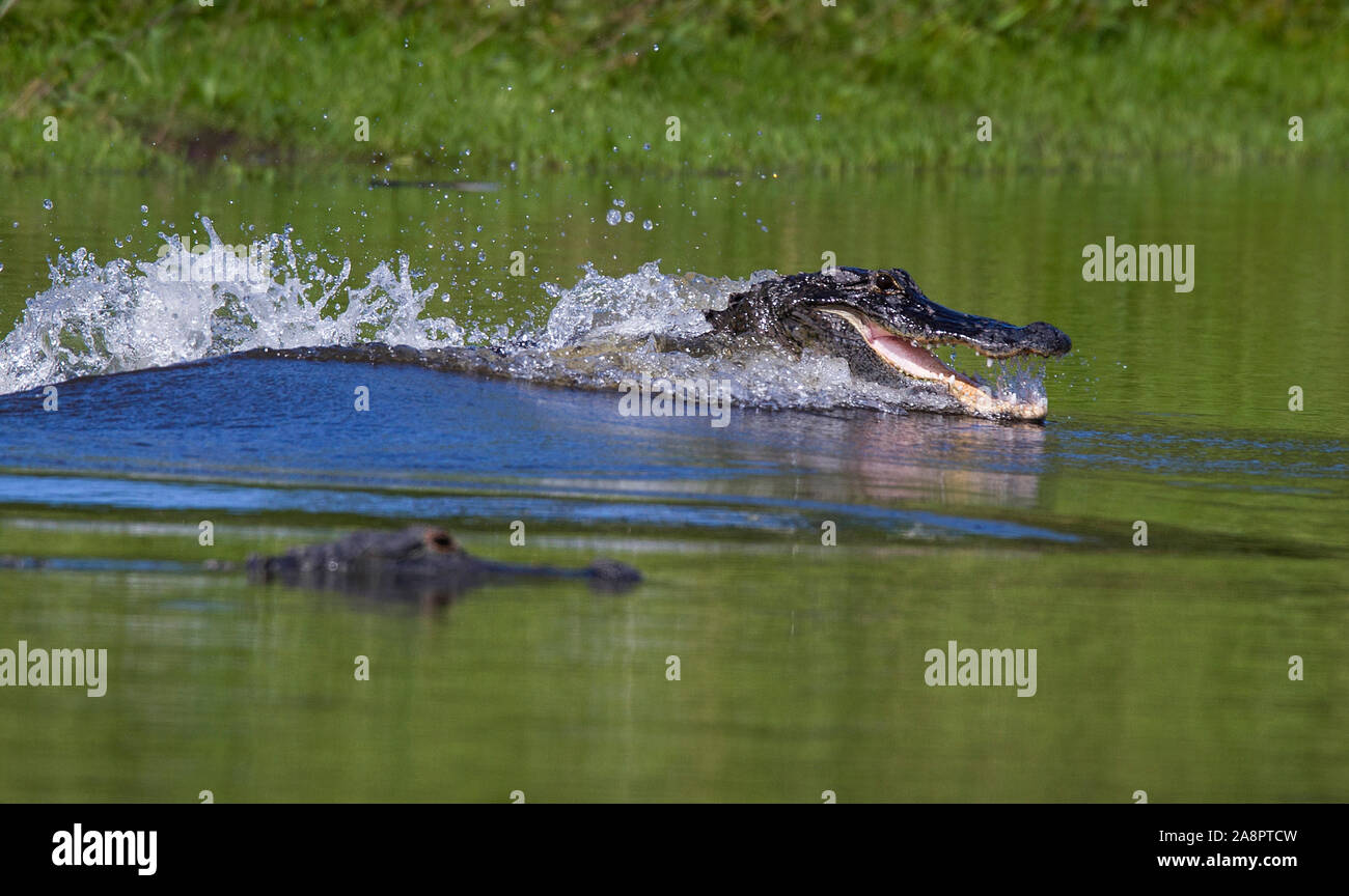 AMERICAN ALLIGATOR (Alligator mississippiensis) territorial male ...