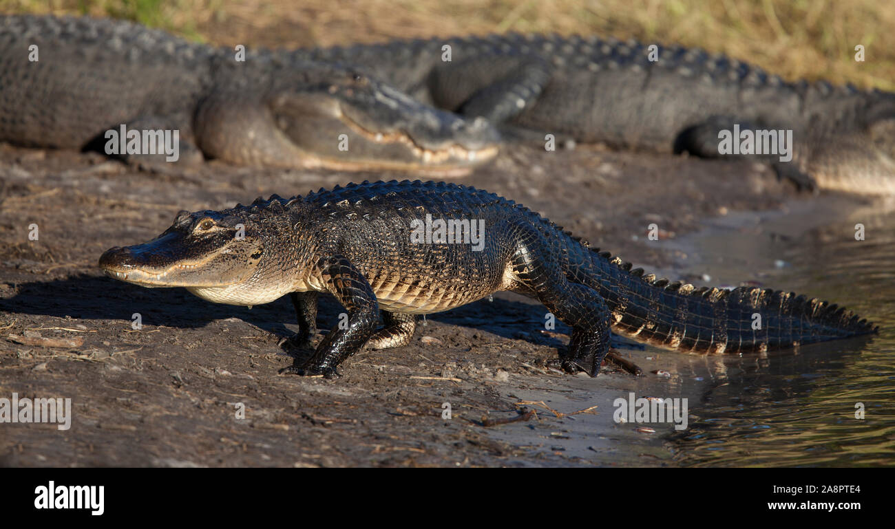 American alligator walking hi-res stock photography and images - Alamy