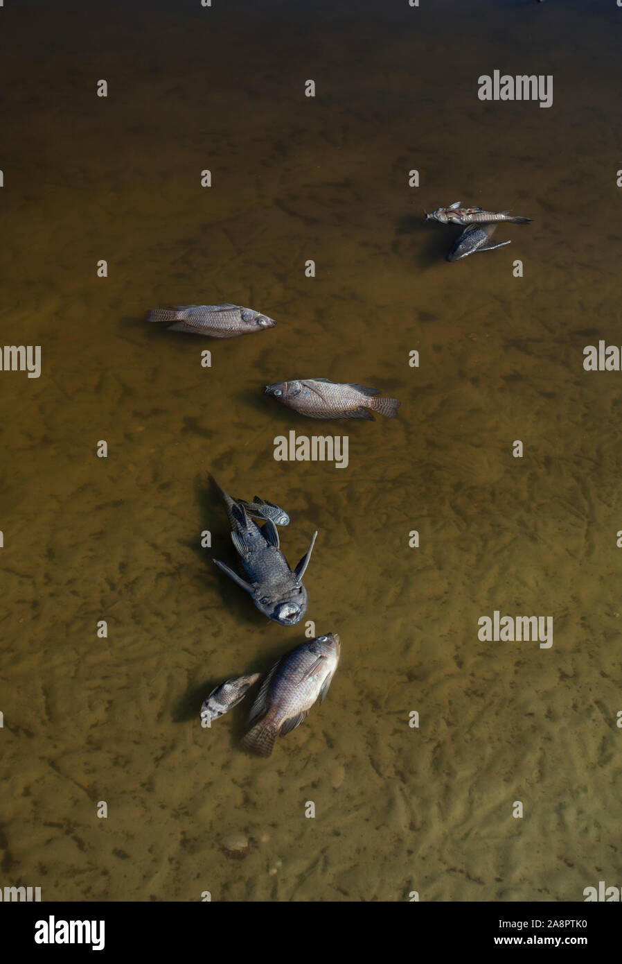 "Fish kill'' brought on by a cold front, Deep hole, Myakka river state ...