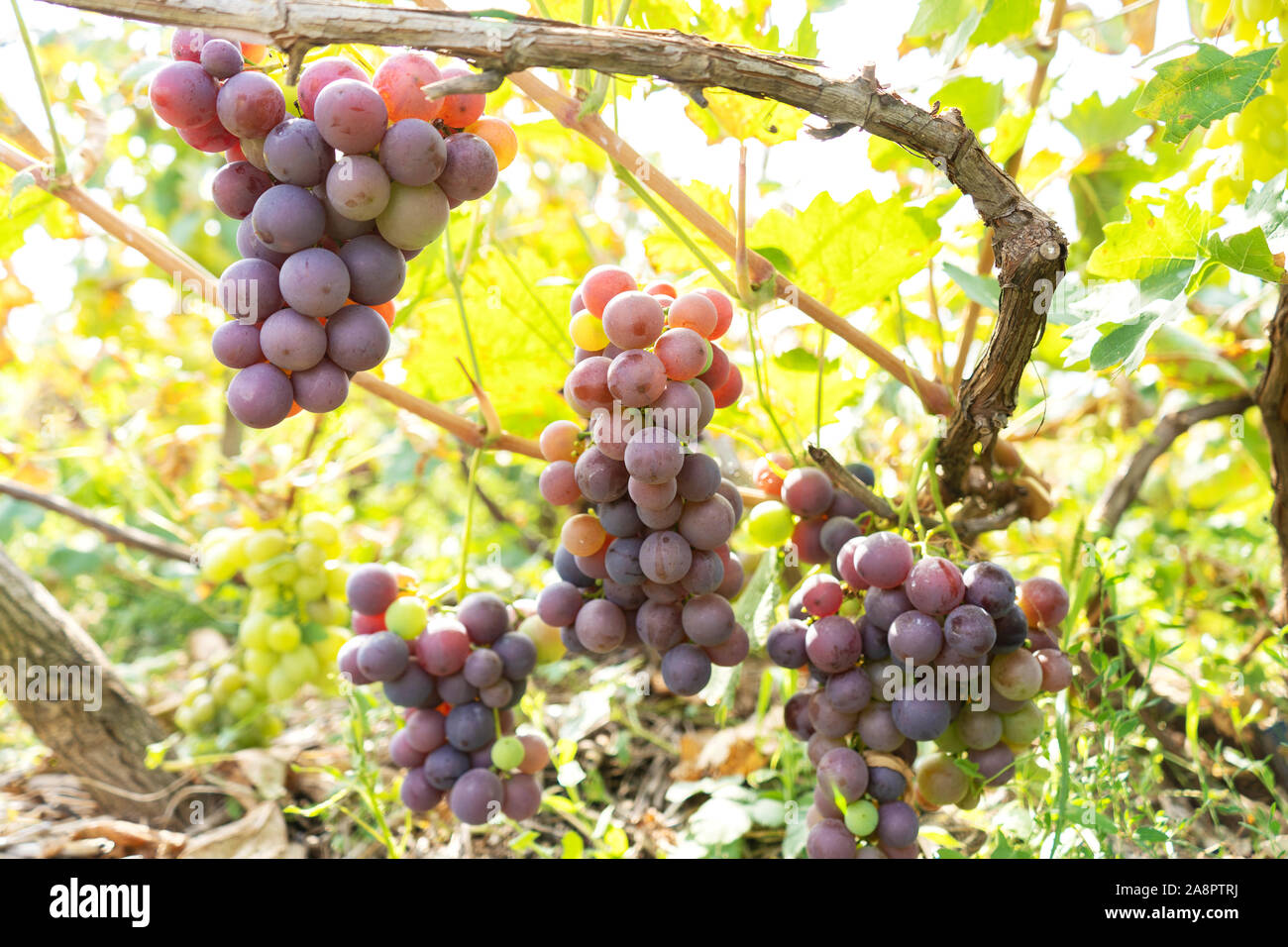 intertwined juicy fruit of grapes in a green garden Stock Photo - Alamy