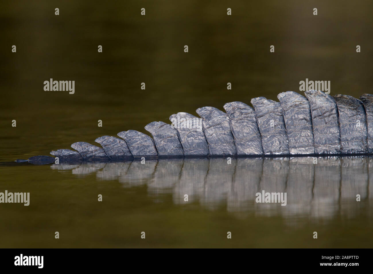 American Alligator (Alligator mississippiensis) tail detail, Myakka ...