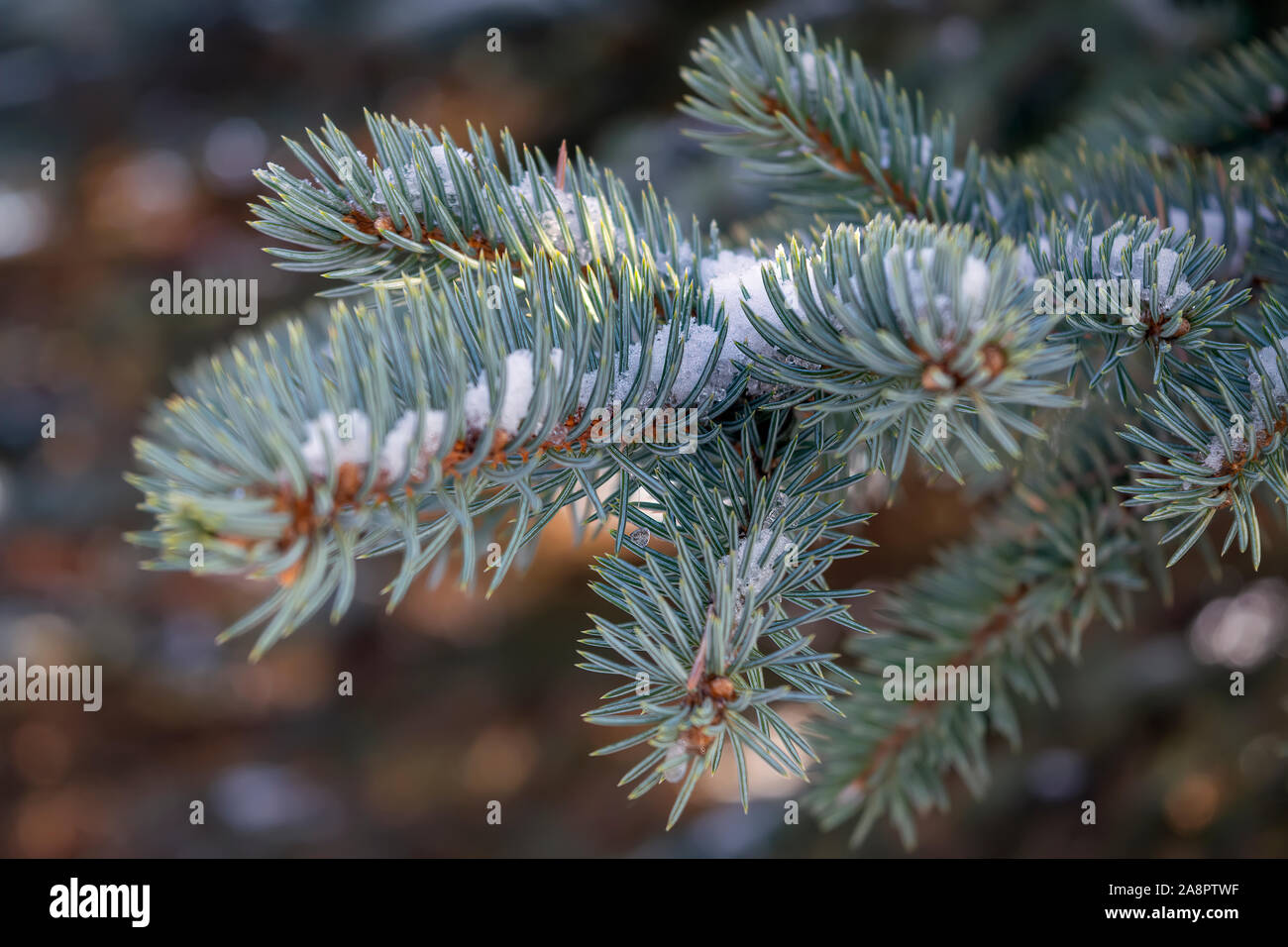 Branches of blue spruce covered with snow. Beautiful winter backdrop ...
