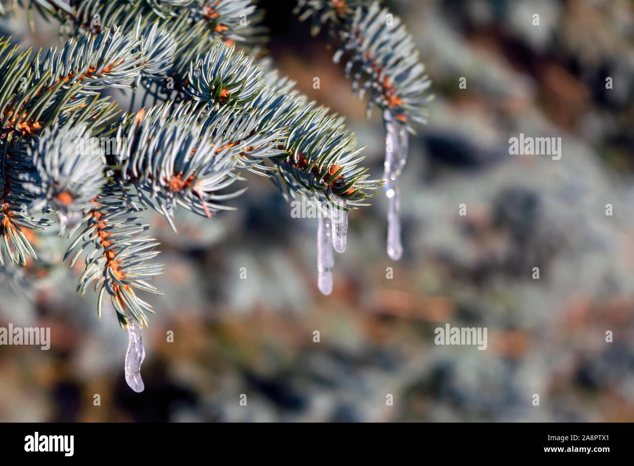 Branches of blue spruce covered with snow. Beautiful winter backdrop ...
