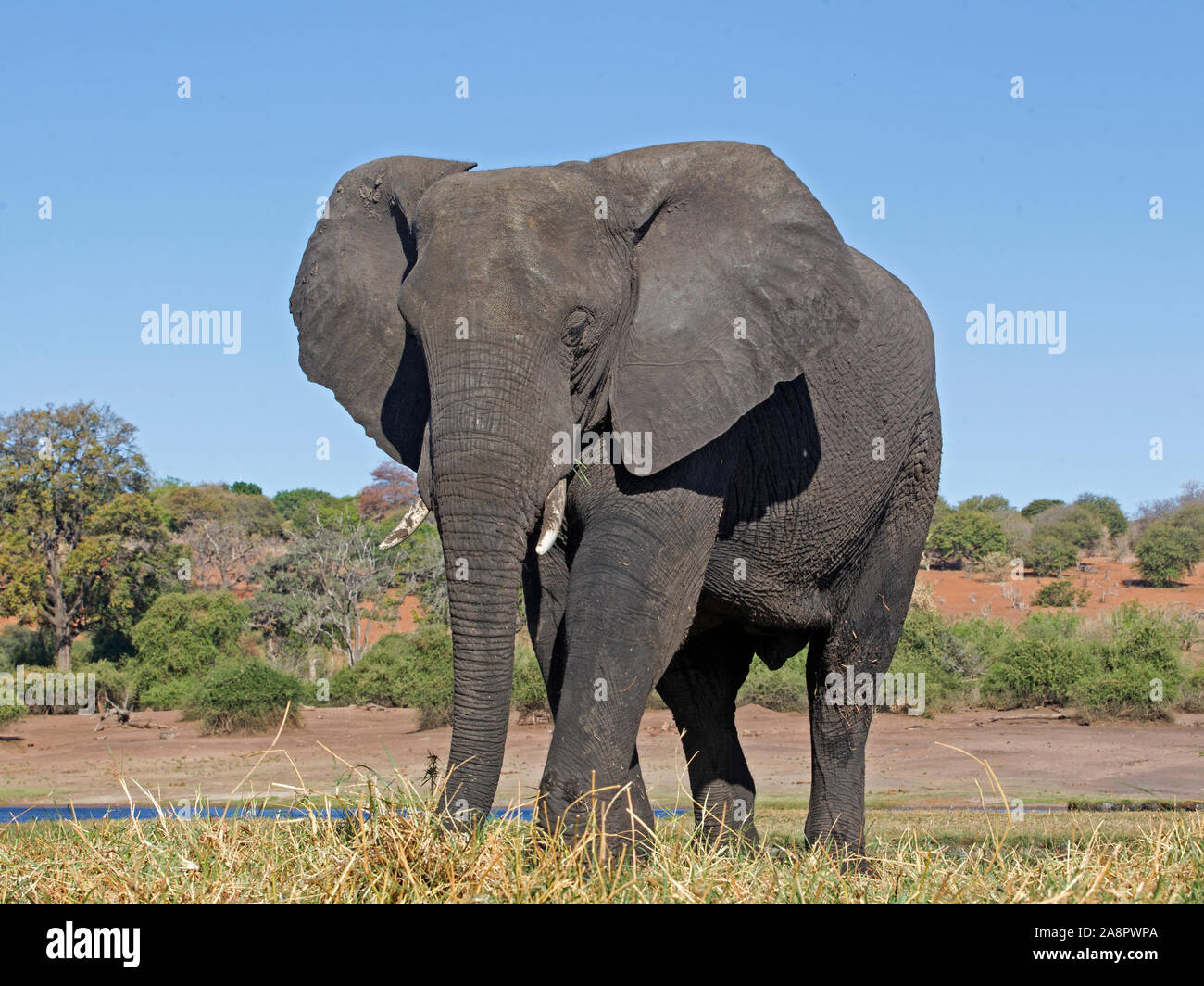 Elephant standing hi-res stock photography and images - Alamy